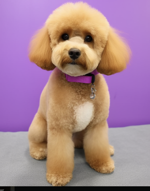 Grooming Guide For New Cavapoo Owners — My Doodle Puppy