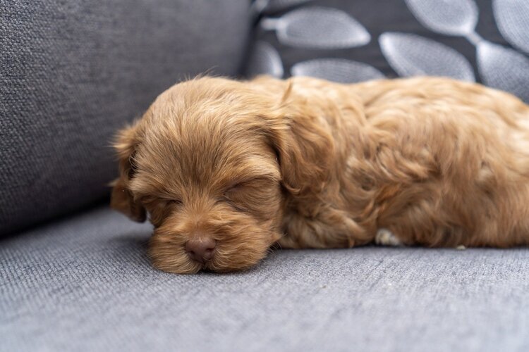 How Much Do Maltipoos Sleep? — My Doodle Puppy
