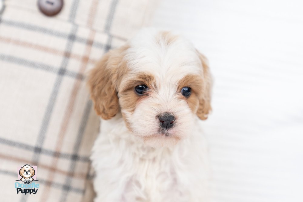 Cavapoo Dog Breed characteristics, pictures, facts and more — My Doodle ...