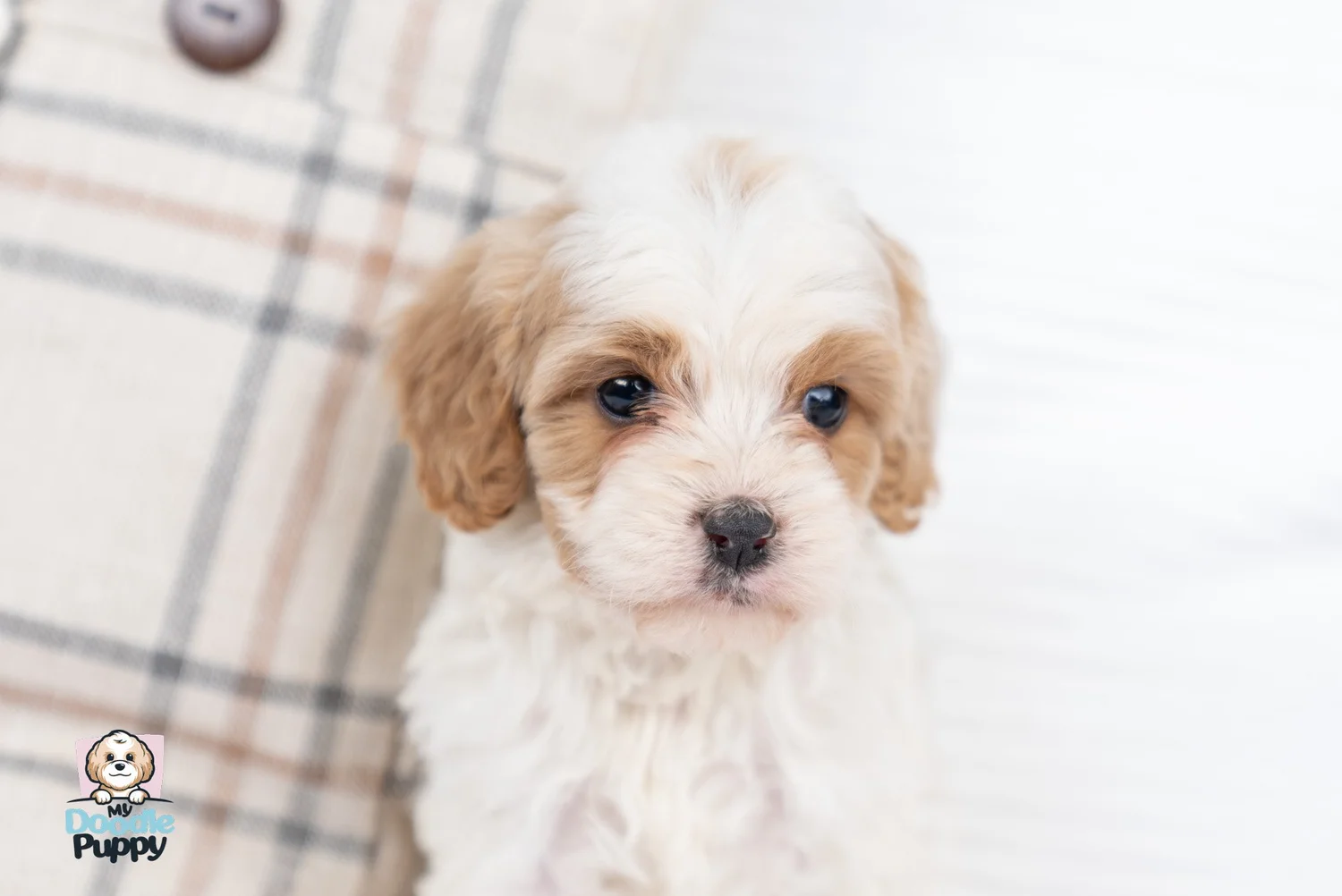 Cavapoo Dog Breed characteristics, pictures, facts and more — My Doodle ...