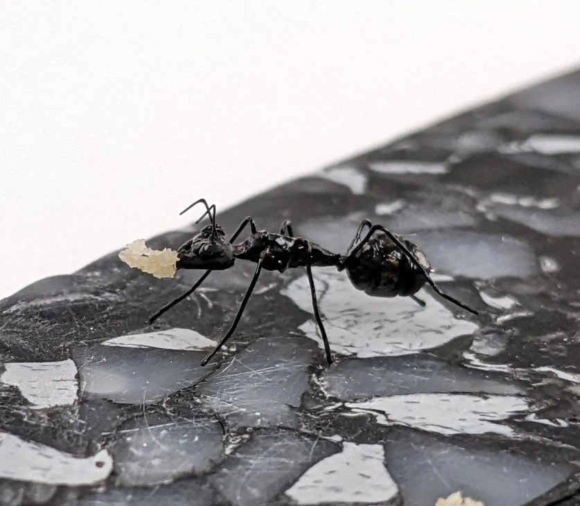 Formica/Formica — Judith G Klausner