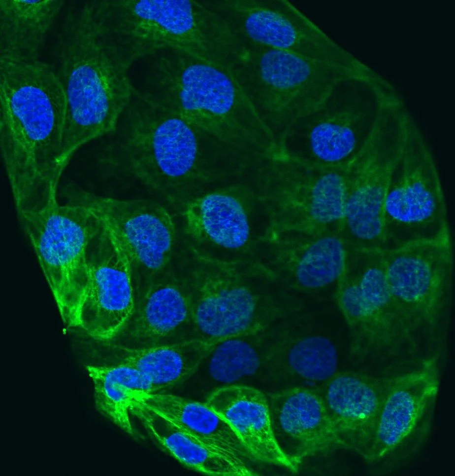 West Lab for Placental Biology