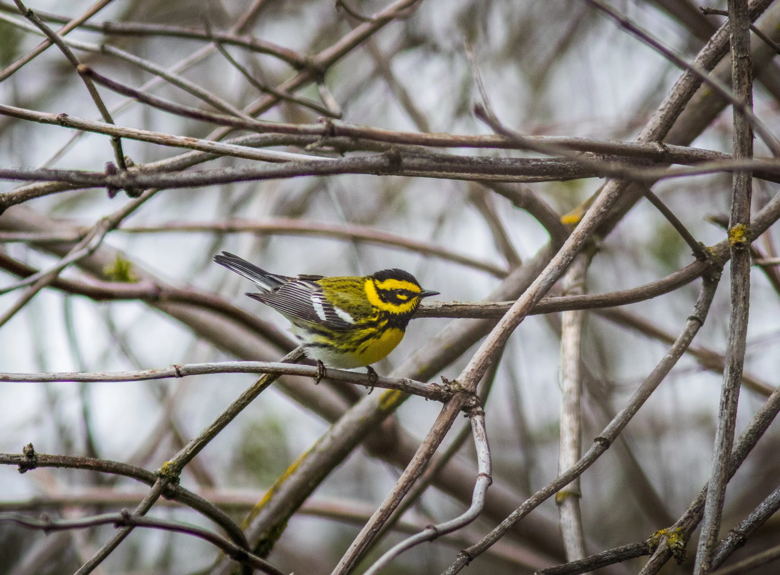 Rose Creek Nature Preserve — PCEI