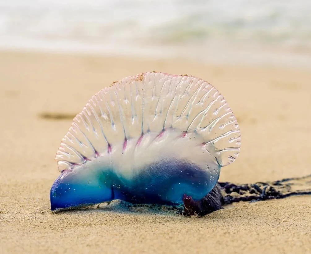 San Flea Beach Service