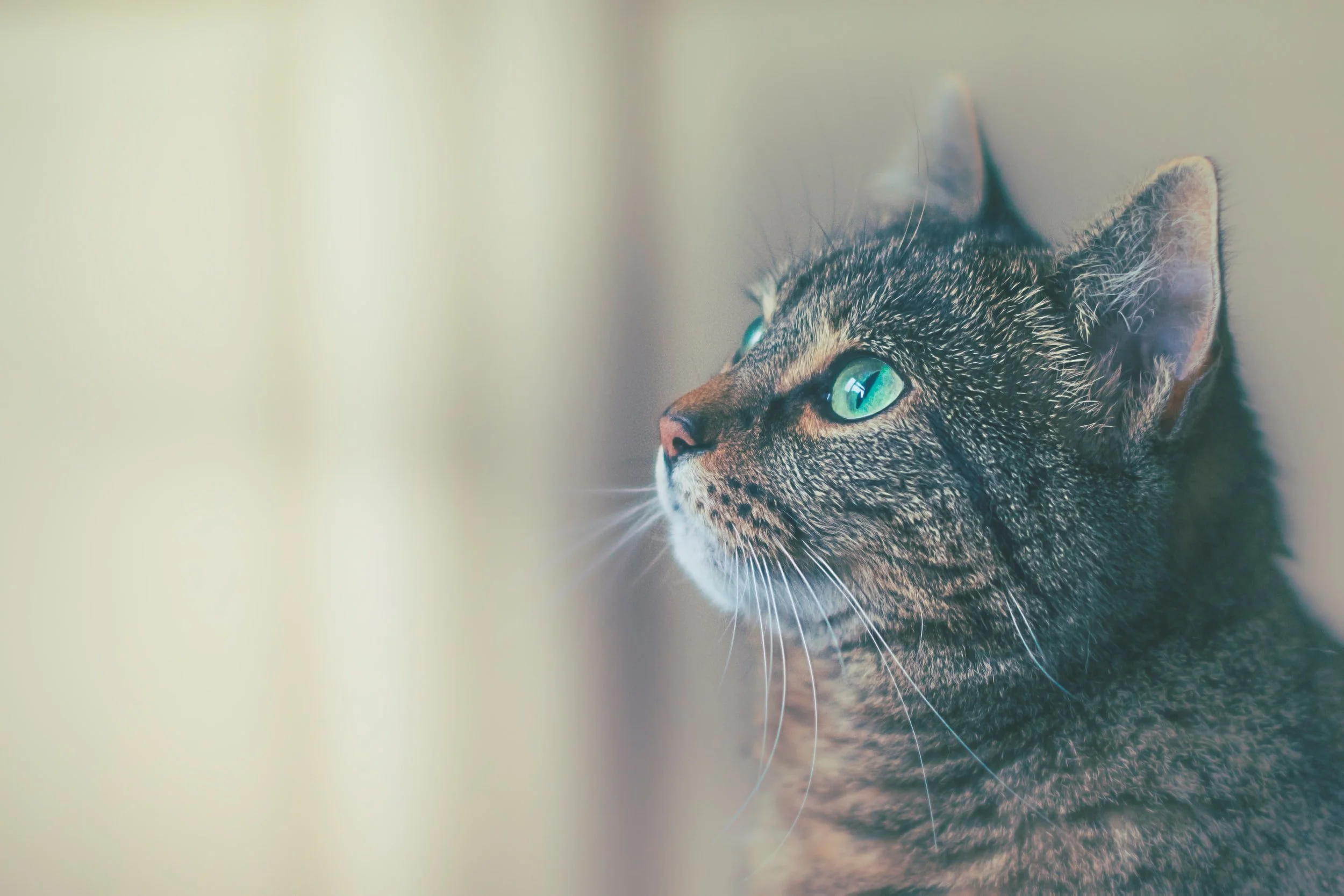 Adoption Application — SAVE Rescue