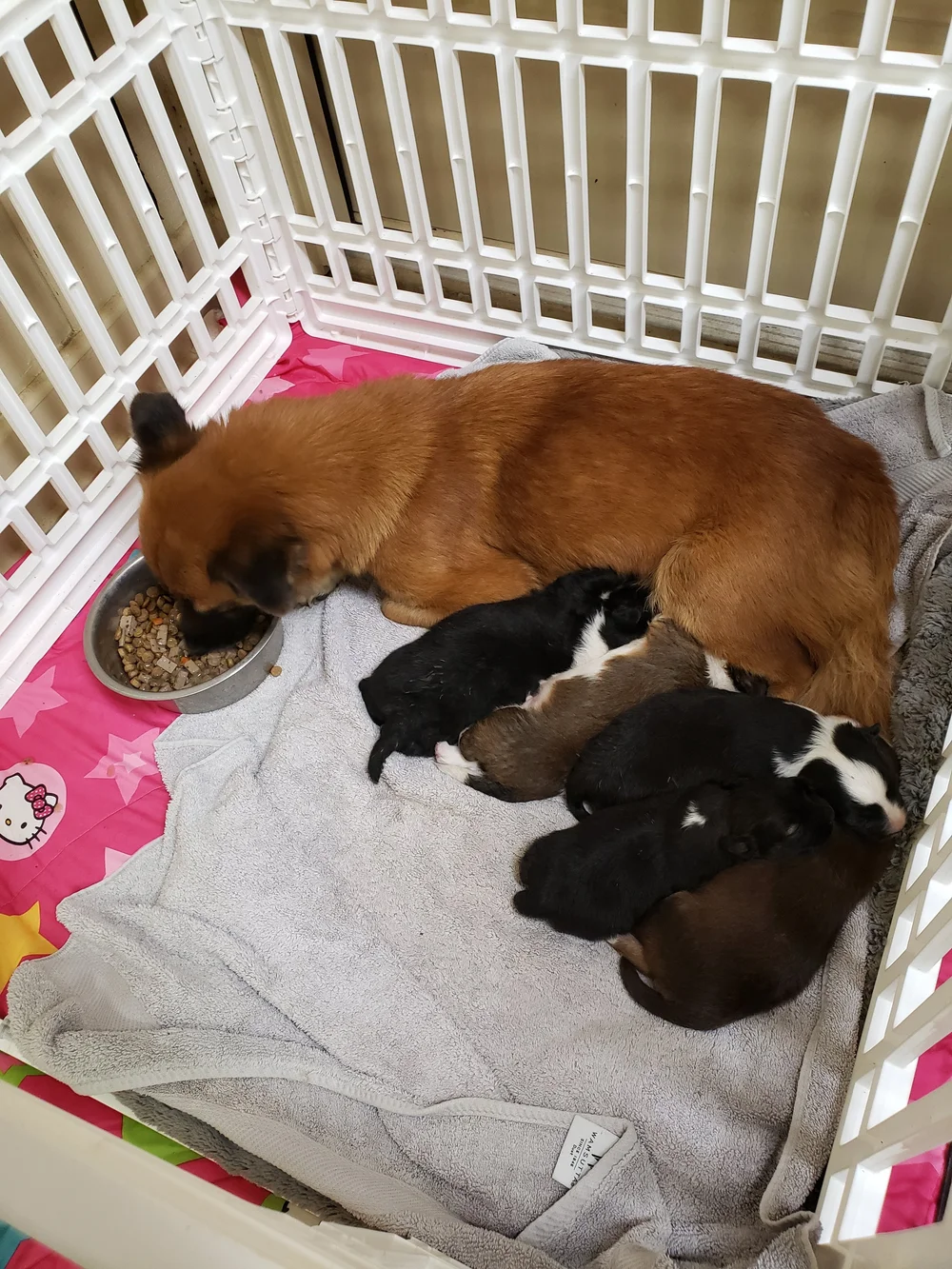 About SAVE Rescue — SAVE Rescue