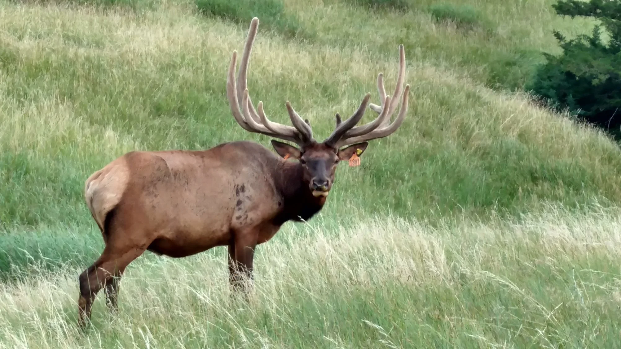 Gallery | Explore Our Wildlife — Heartland Elk Hunt