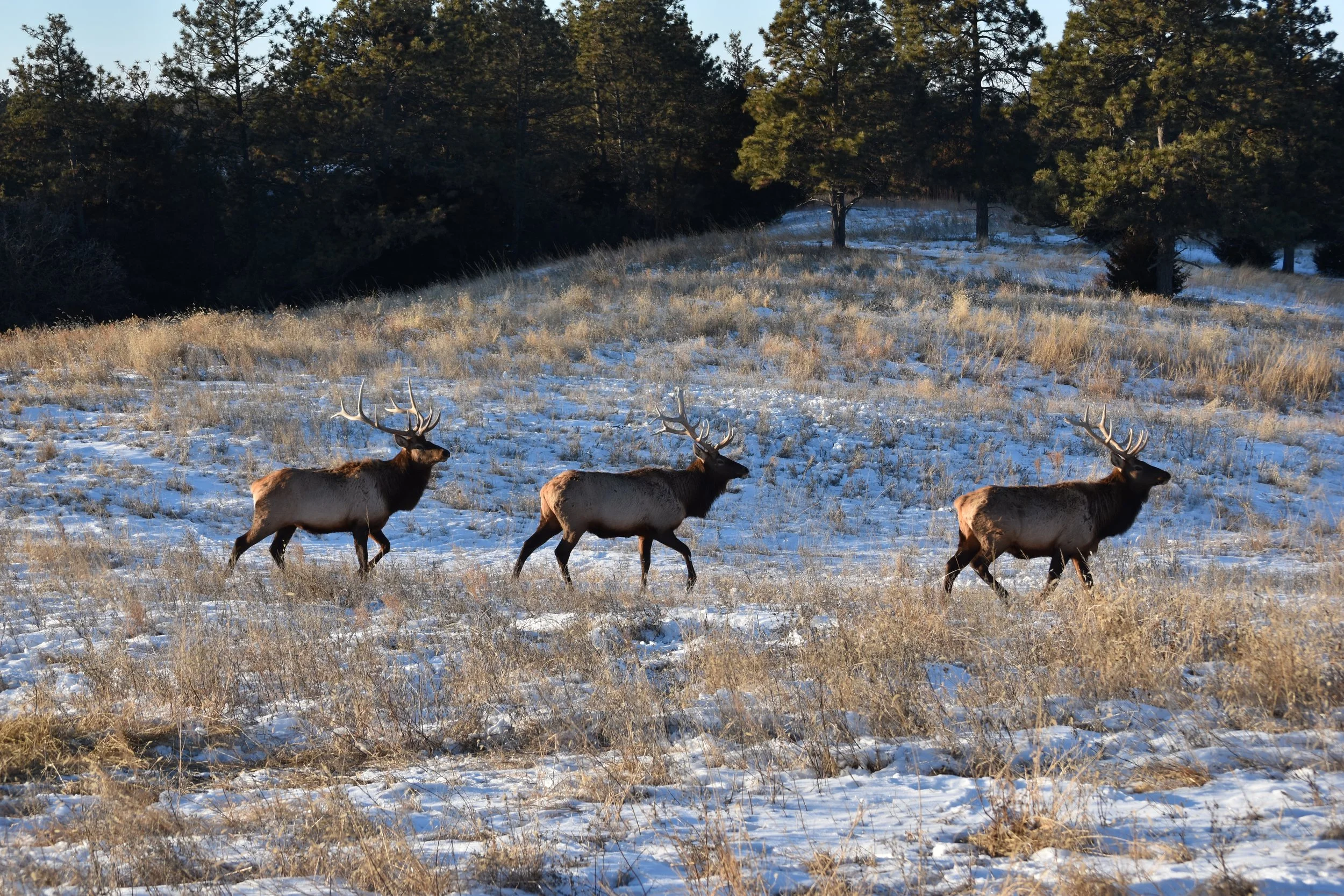 Gallery | Explore Our Wildlife — Heartland Elk Hunt