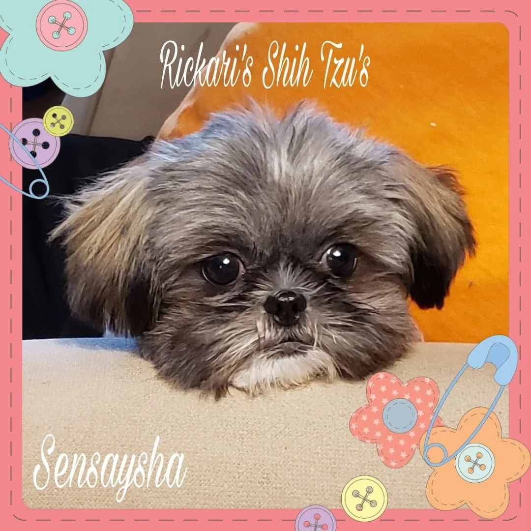 Breeders in Tennessee — Shih Tzu Breeder Directory