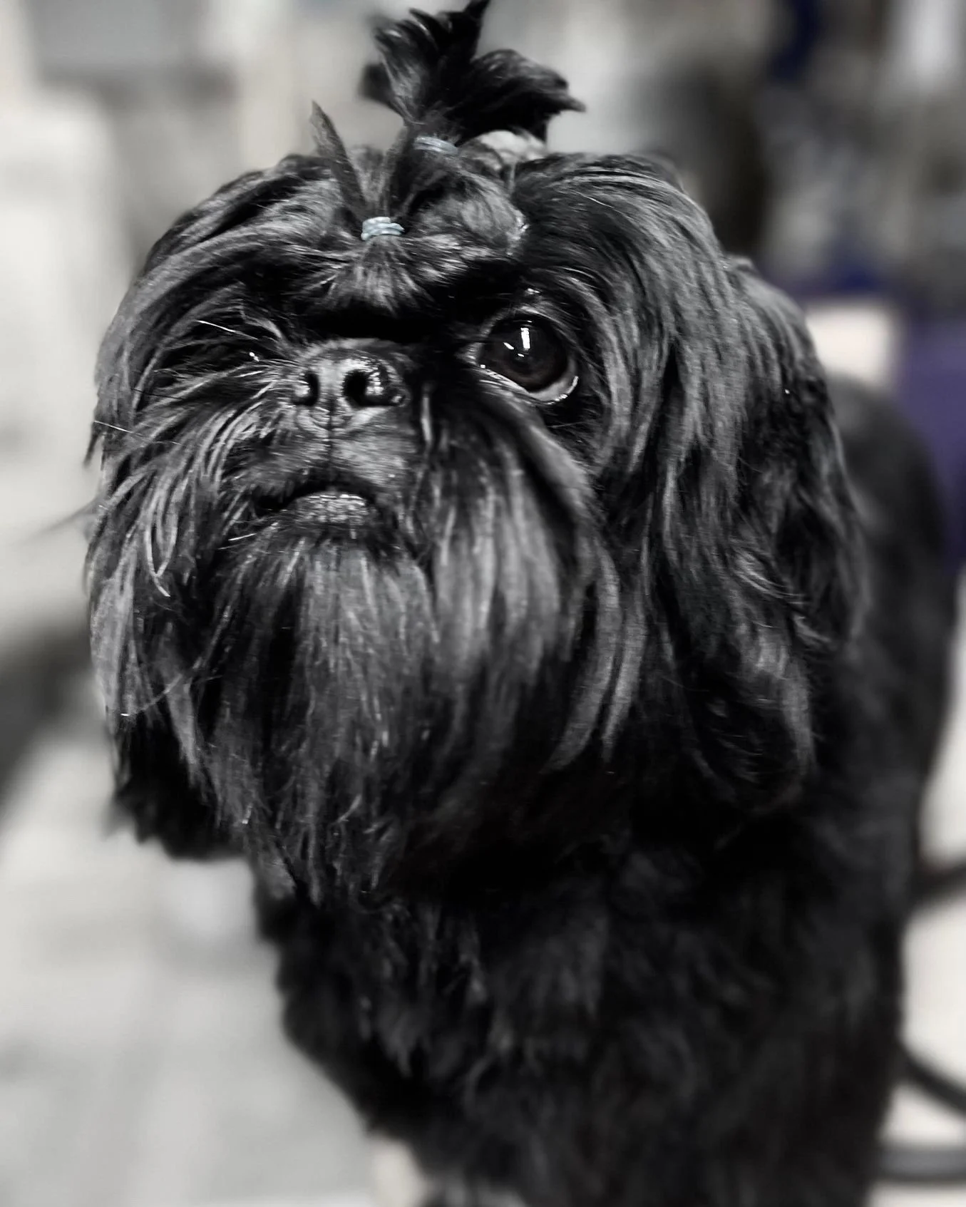 Breeders in Tennessee — Shih Tzu Breeder Directory