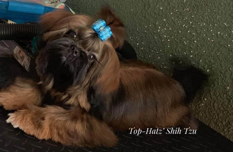 Breeders in Tennessee — Shih Tzu Breeder Directory