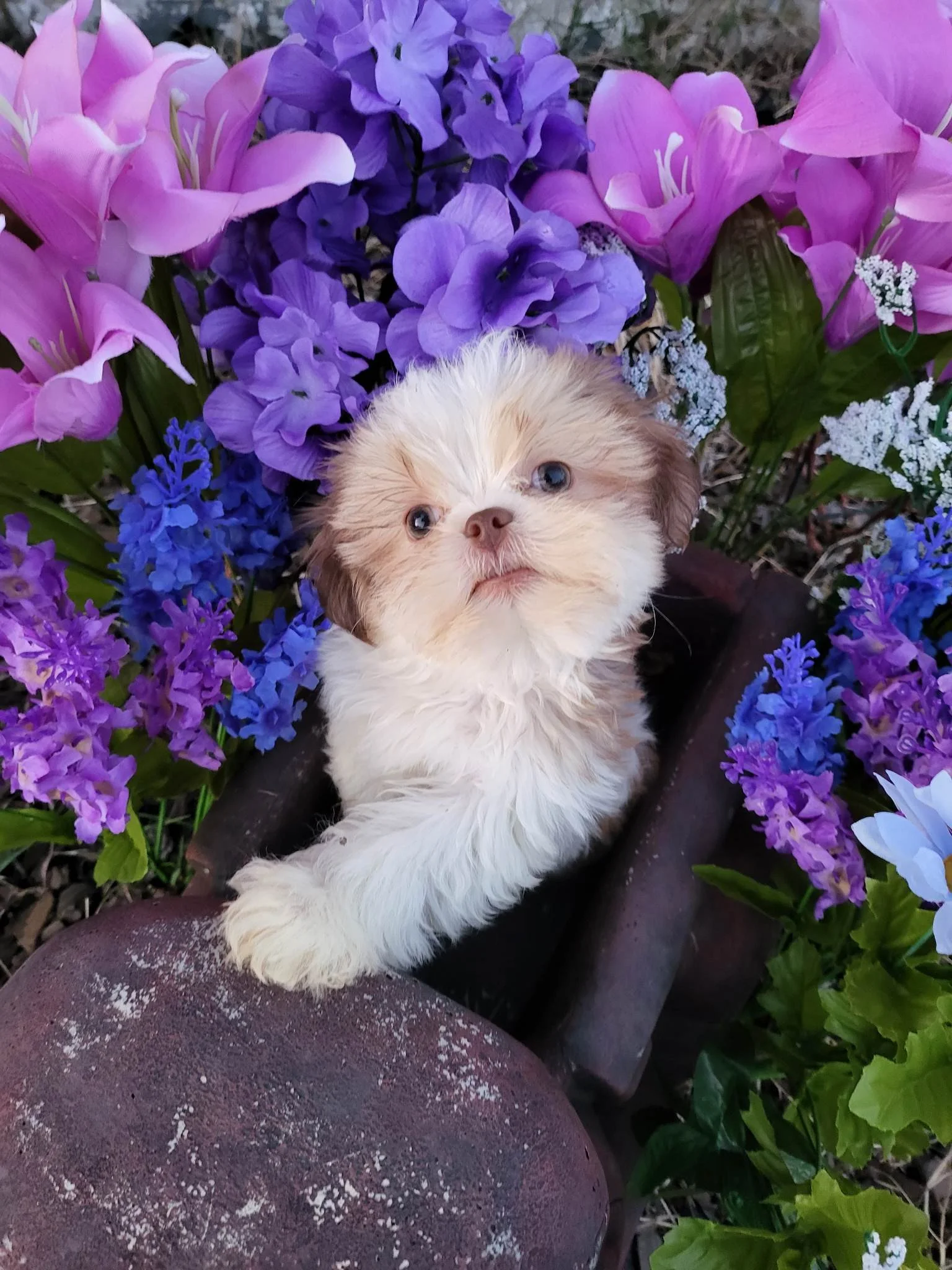 Breeders in Tennessee — Shih Tzu Breeder Directory