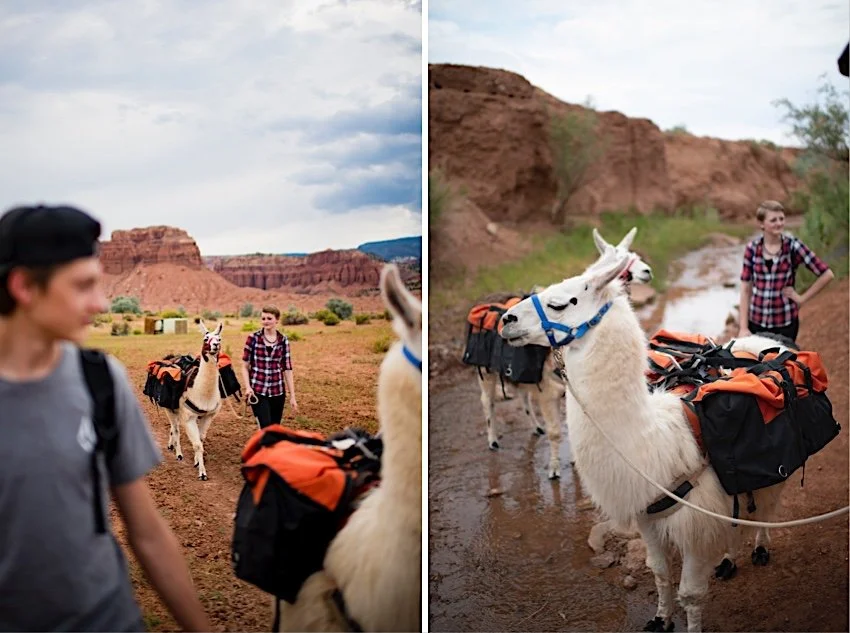Llama Llama Ding Dong — Adventuring With Amy B