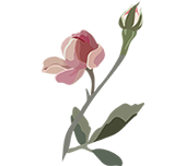 Restaurant — Émai Dalat