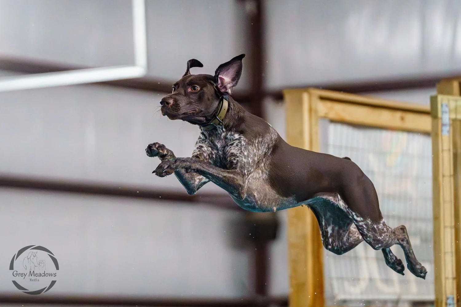 Dock Diving — International Dog Sports