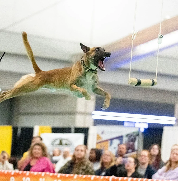 Dock Diving — International Dog Sports