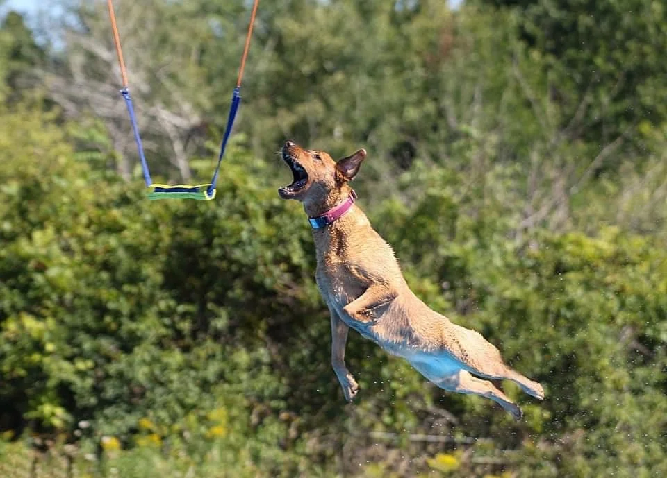 IDS Dock Diving — International Dog Sports