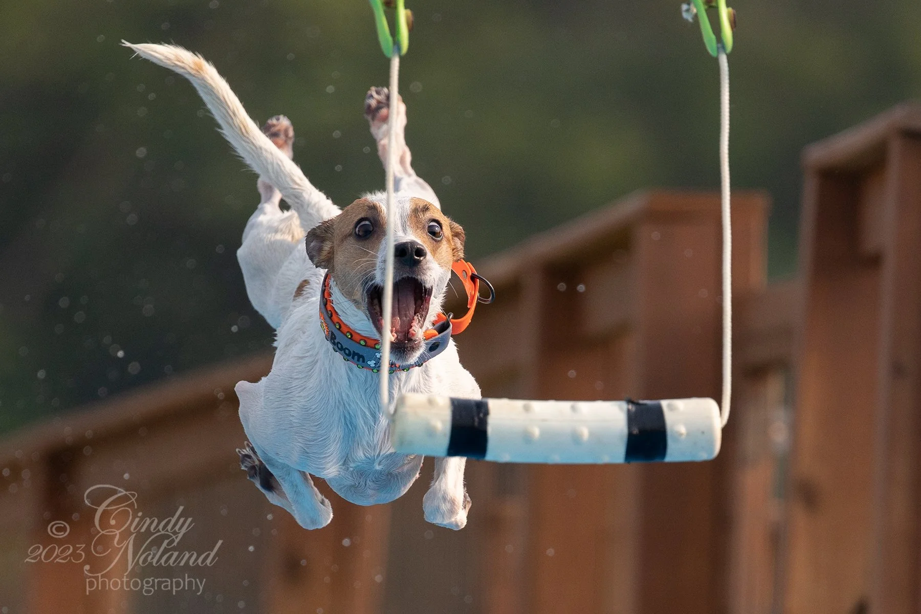 Dock Diving — International Dog Sports