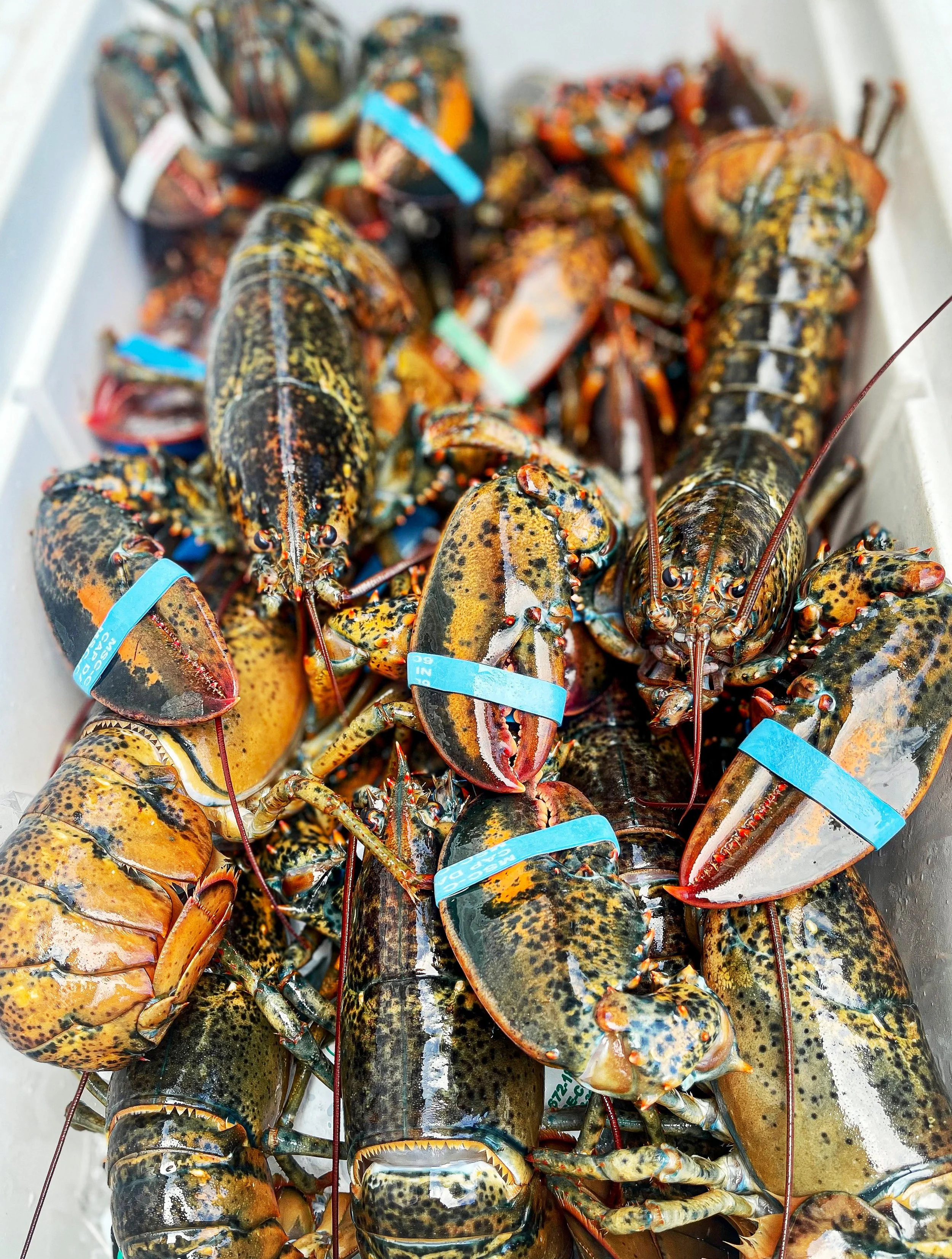 Short-Term Vacation Rentals in Rhode Island | The Gilded Crab
