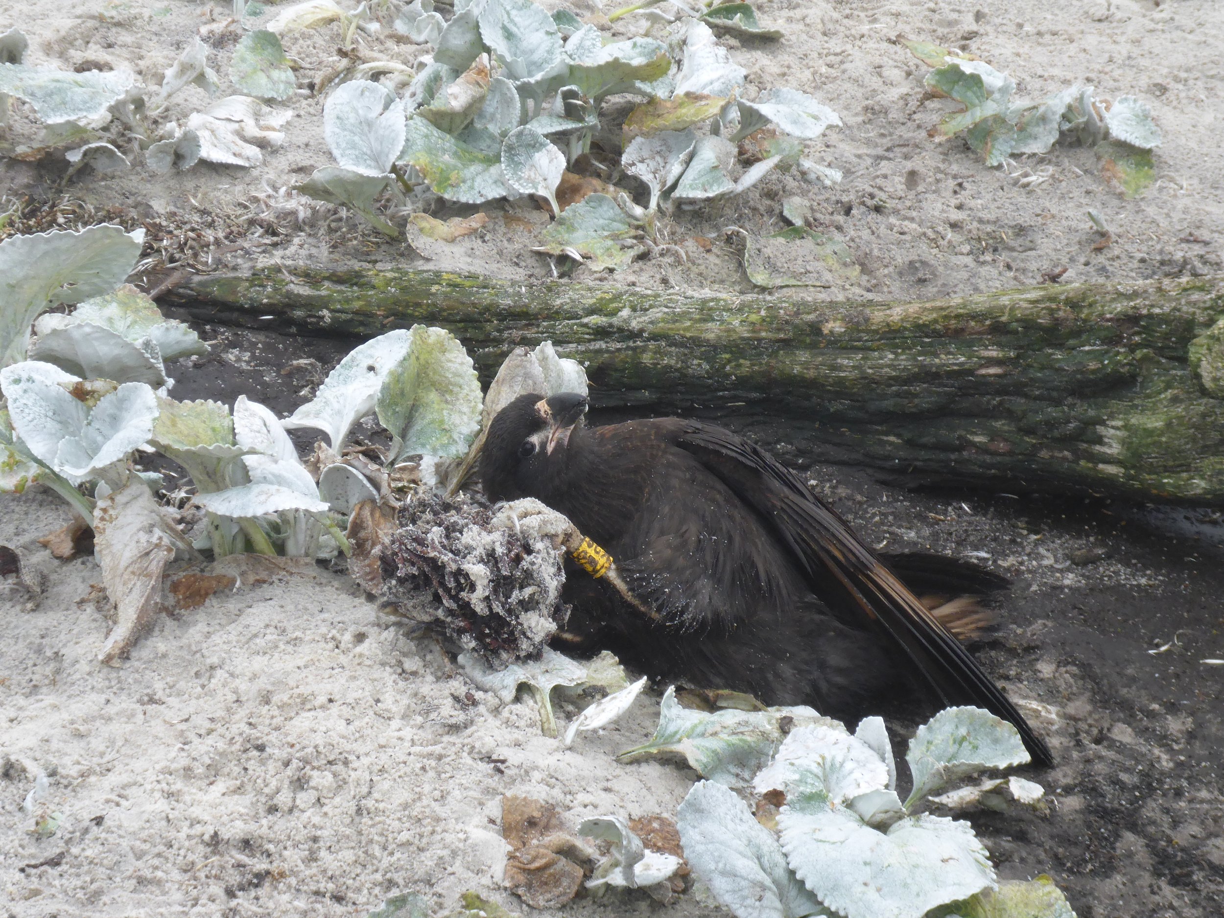 Videos — Johnny Rook Project