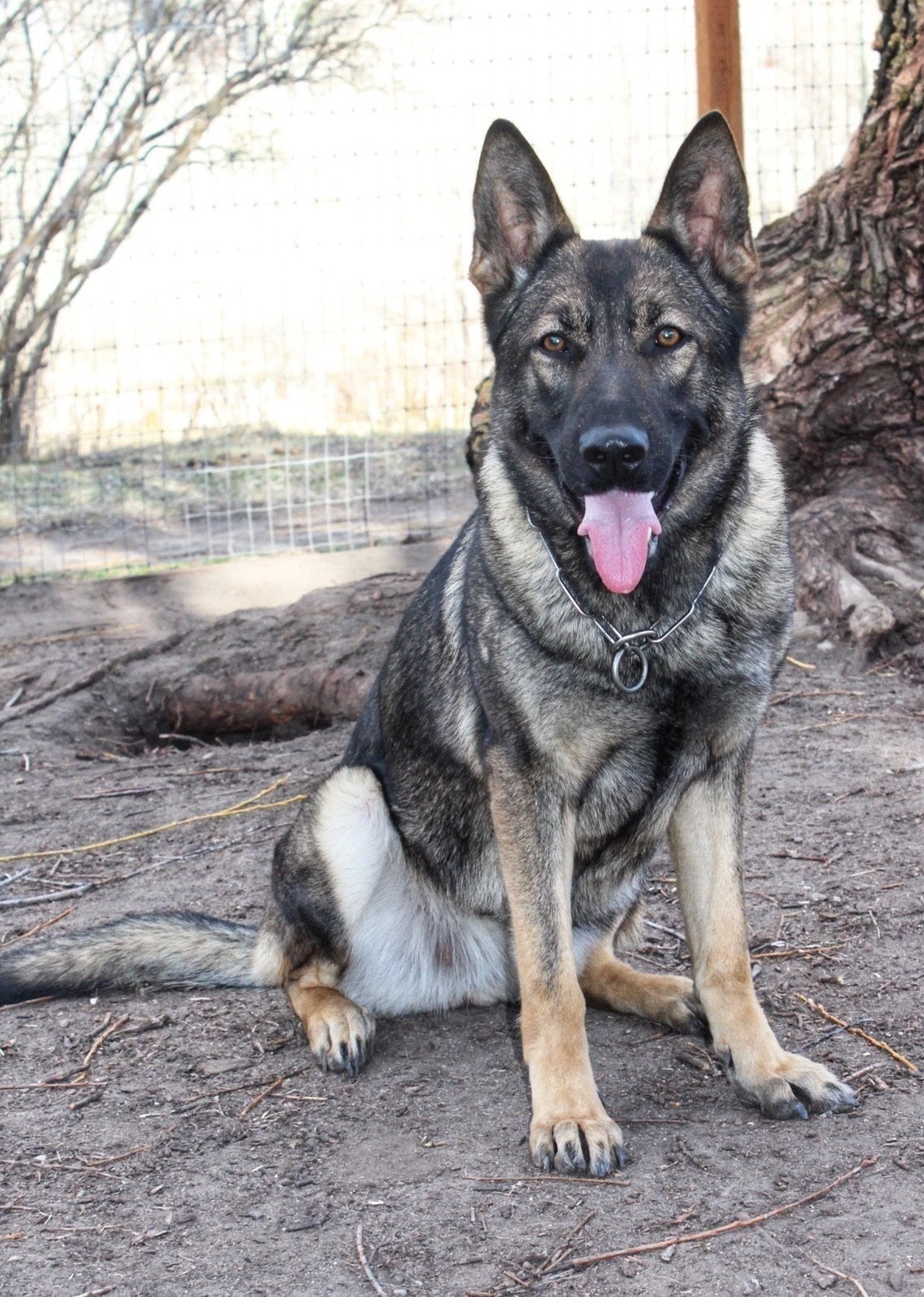 Upcoming Litters — Von Zobel Haus Kennels
