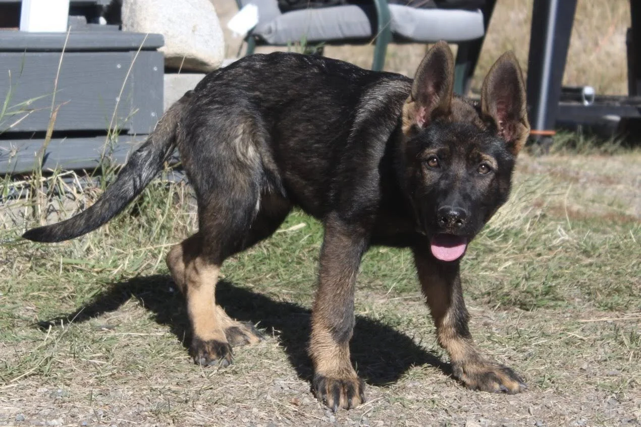 About 3 — Von Zobel Haus Kennels
