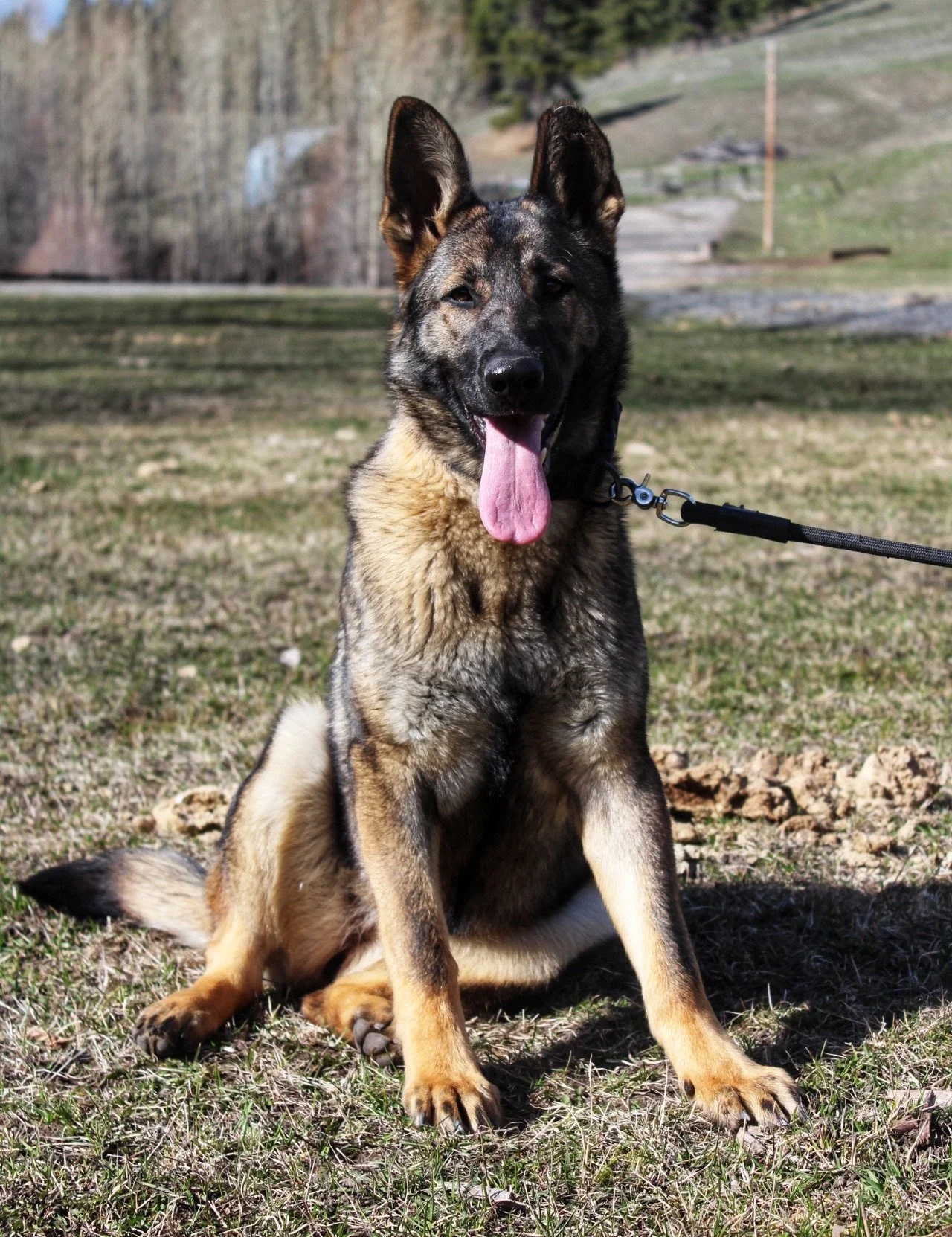 Upcoming Litters — Von Zobel Haus Kennels