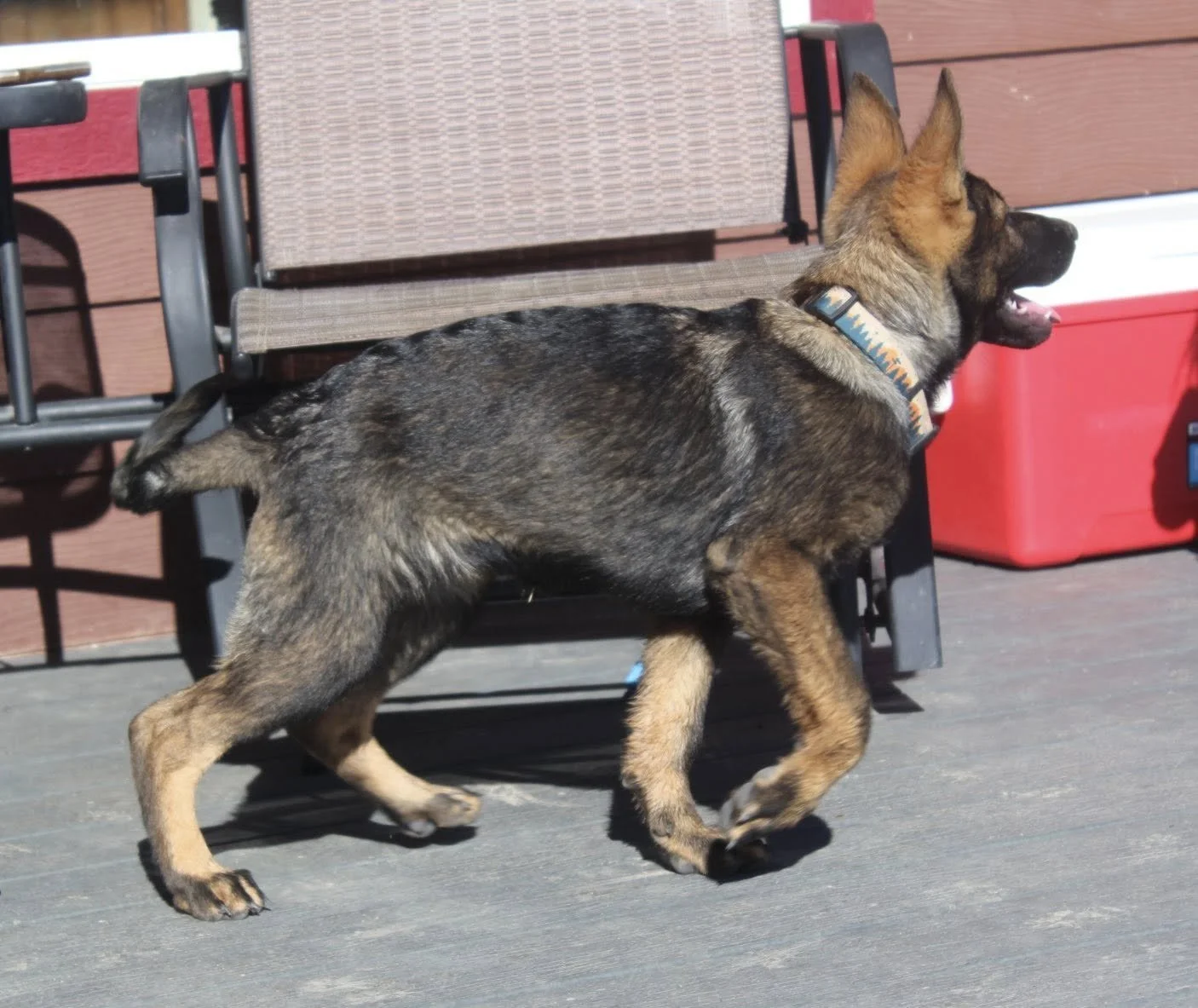 About 3 — Von Zobel Haus Kennels