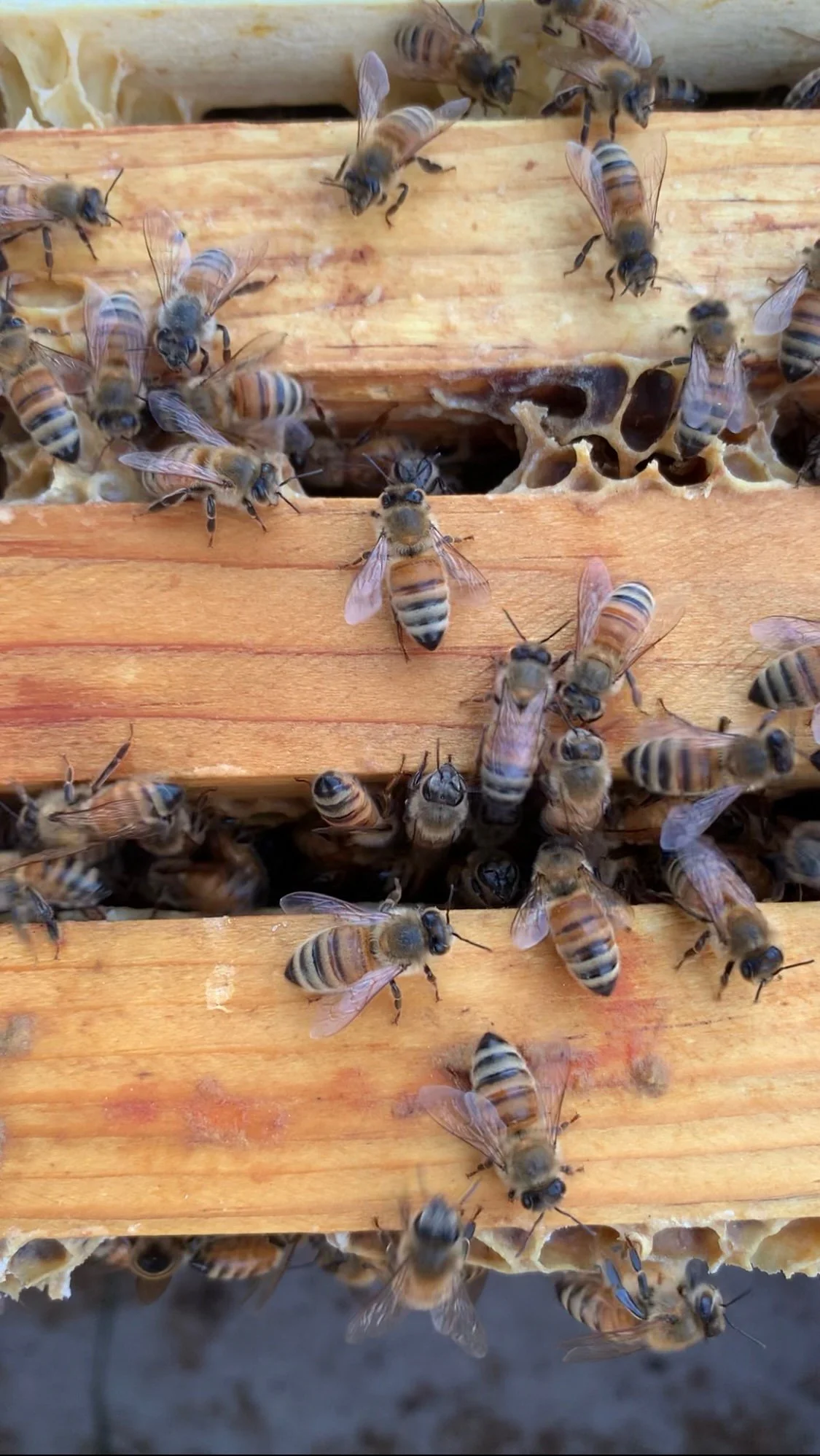 current projects — taylor e. hartson