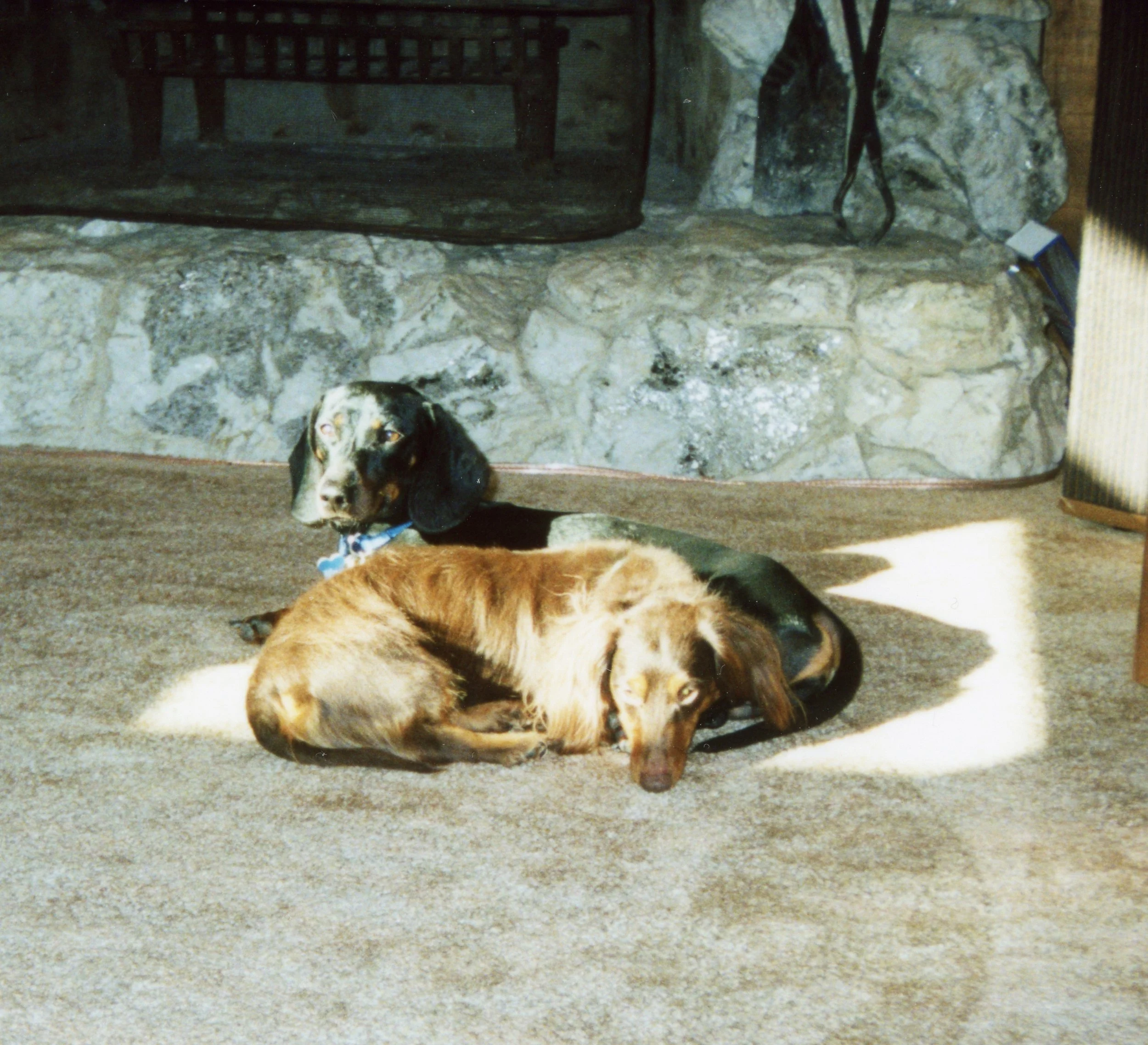 Services — For The Love Of Animals