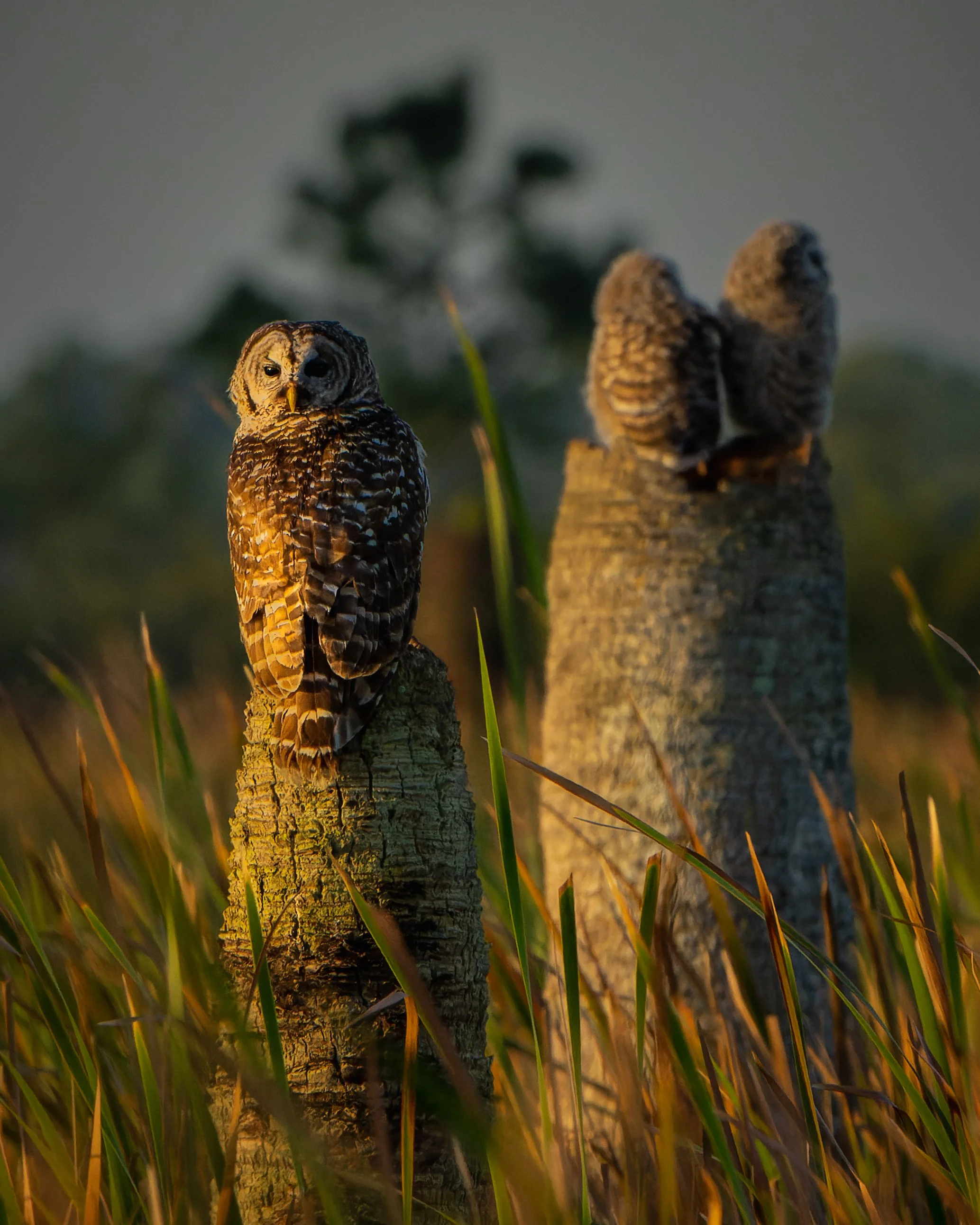 Brian Lail Photography