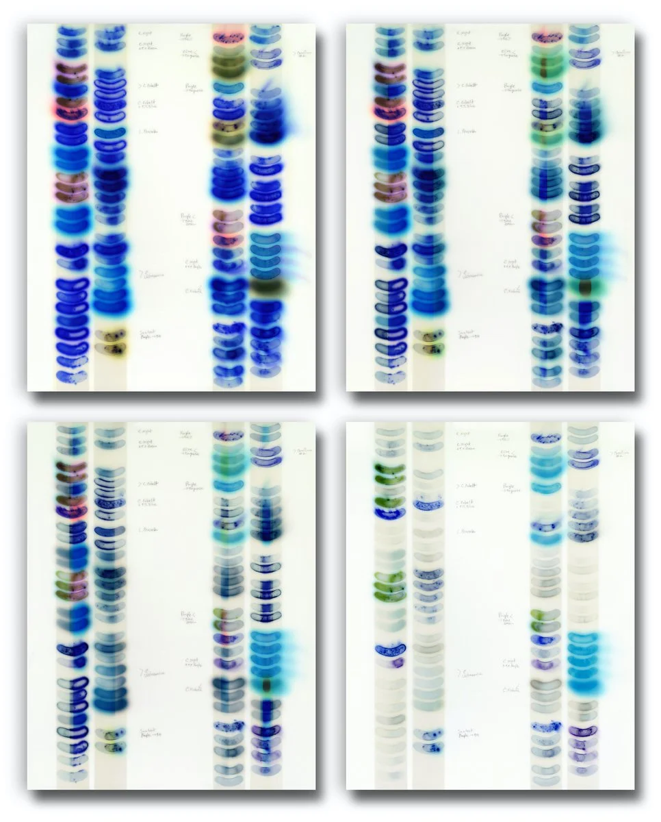 Jaq Chartier — J. Rinehart Gallery