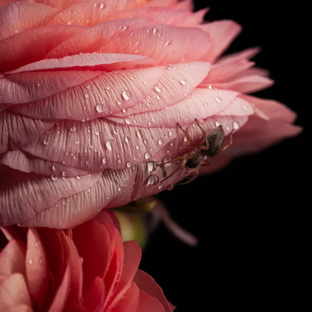 Meggan Joy — J. Rinehart Gallery