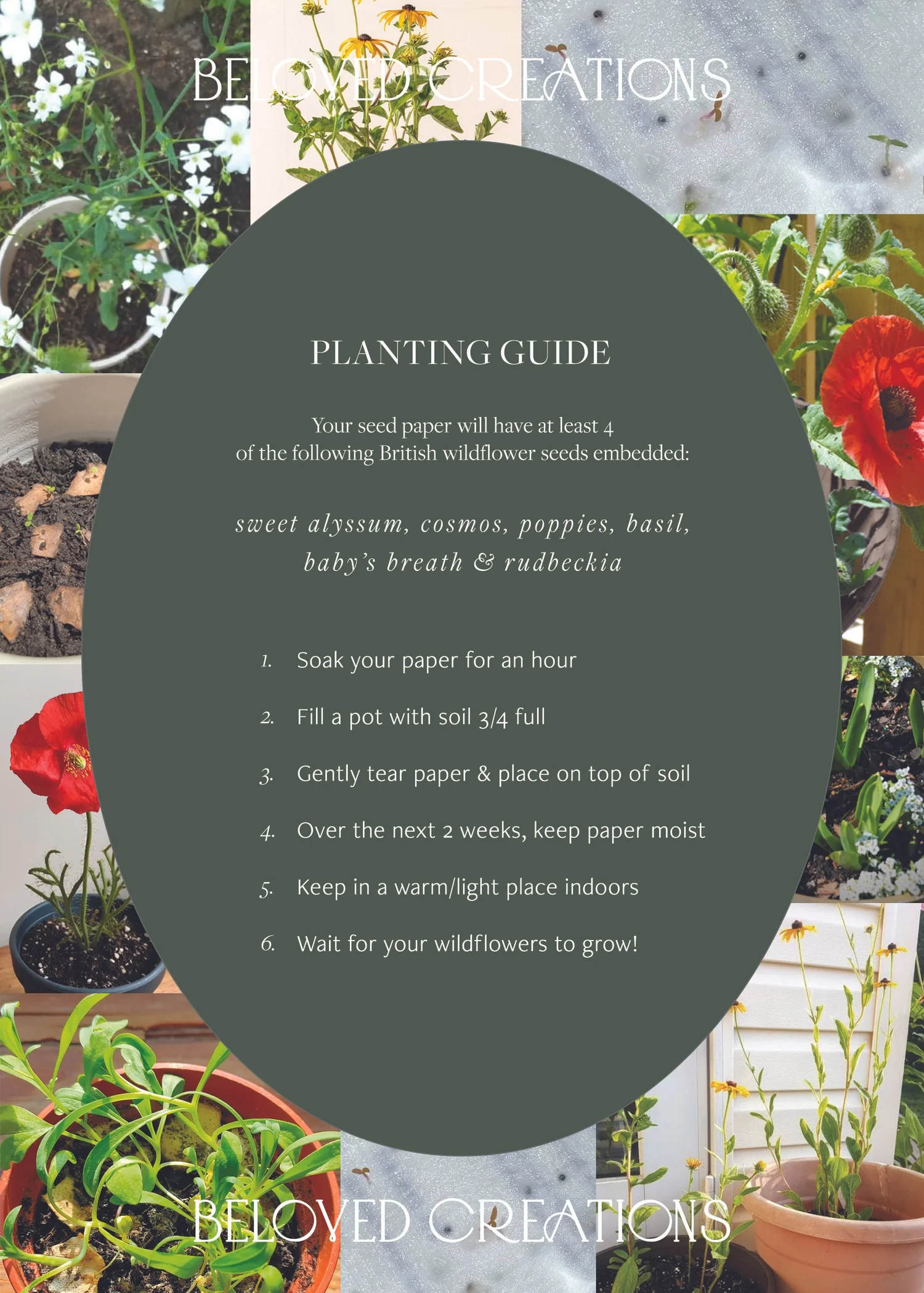 Plant your Seed Paper — Beloved Creations