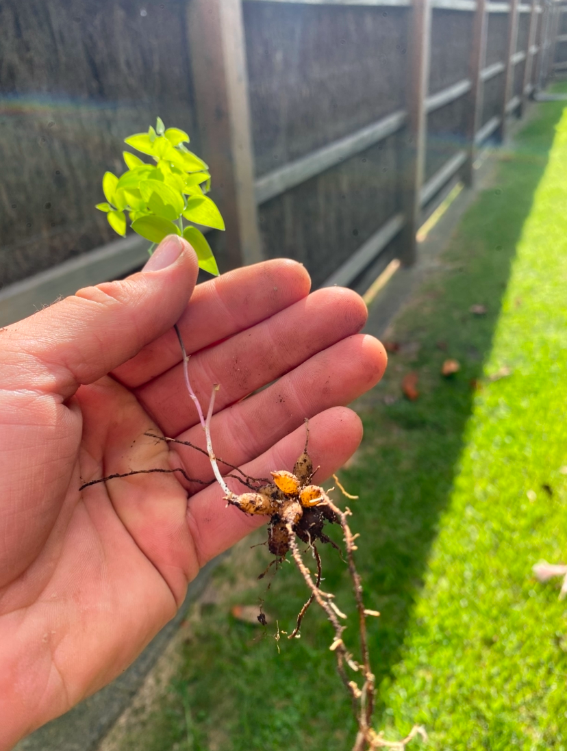 Bridal Creeper: How to Identify and Control This Invasive Weed in Bass ...