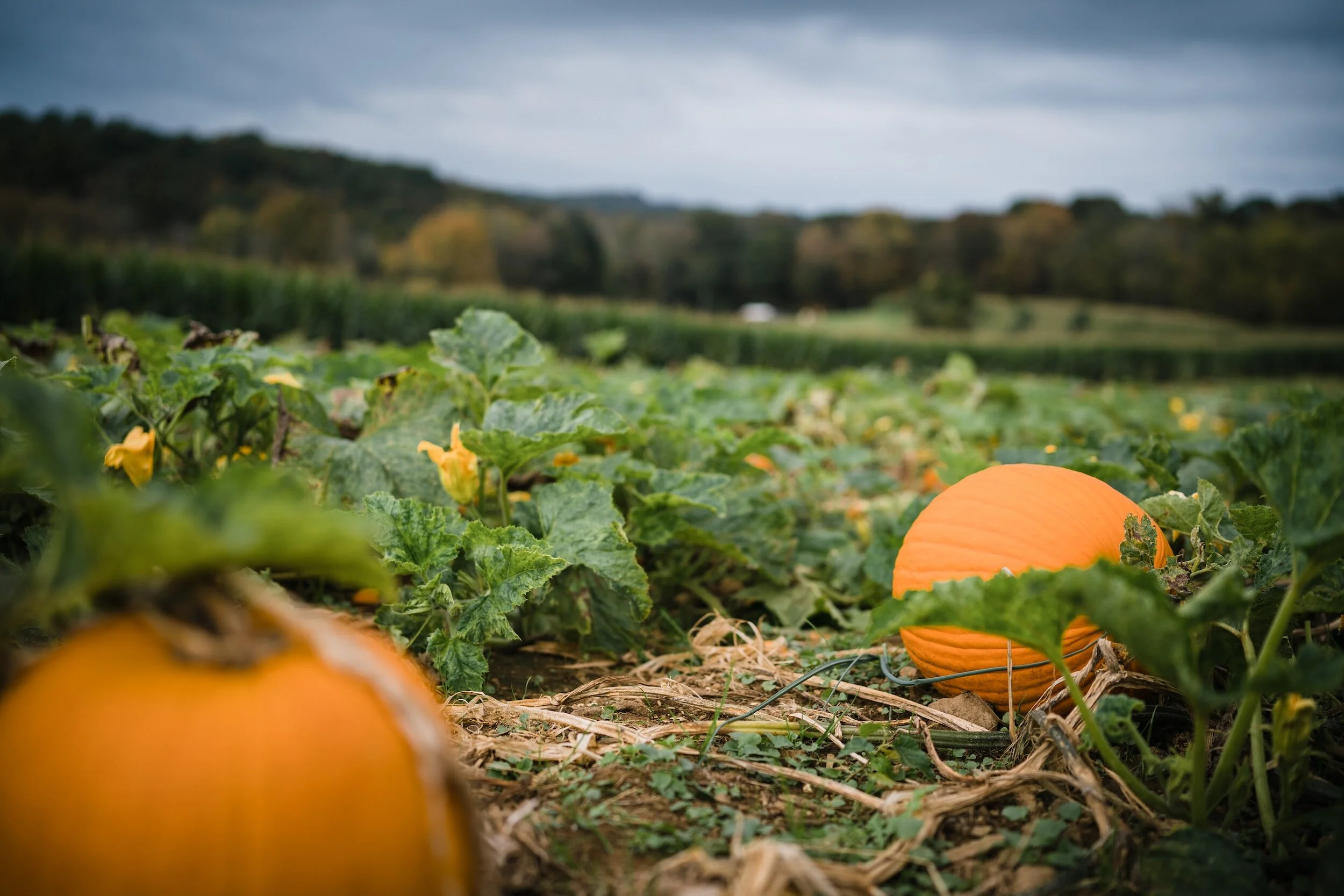 The Ultimate List of Things to do in Autumn in Cornwall — Cornish ...
