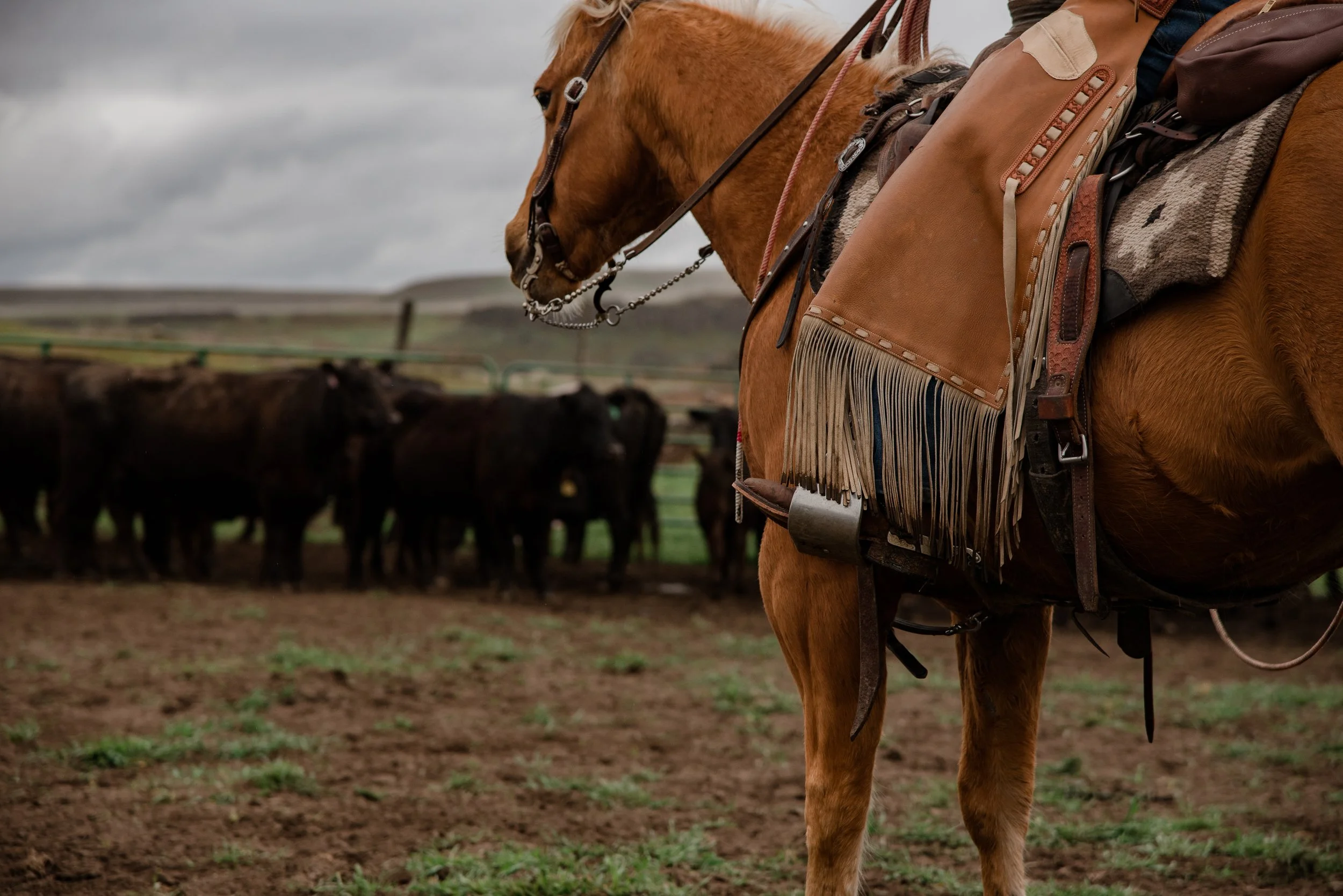 Shop — FLYING BOX RANCH
