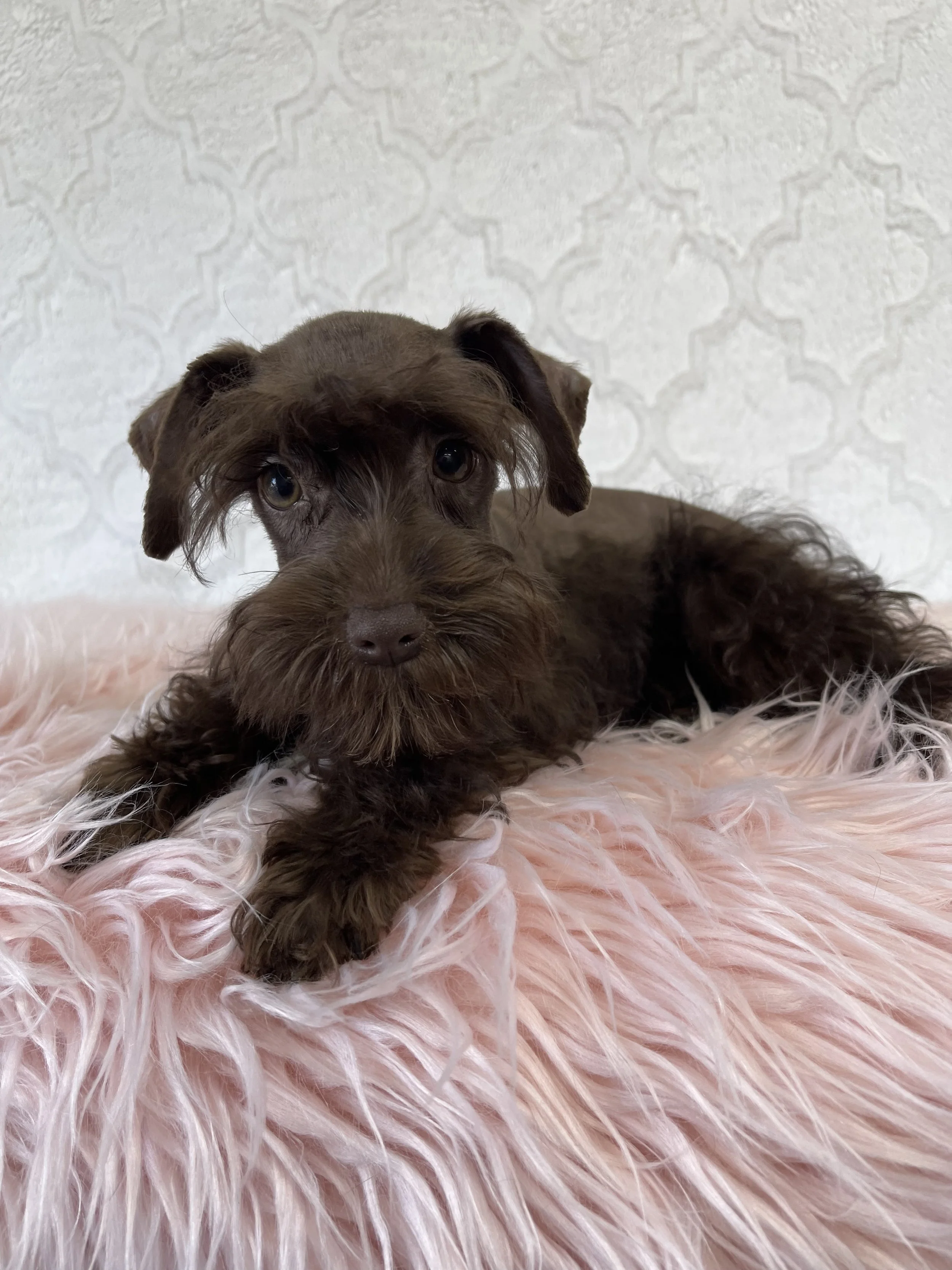 Chocolate Miniature Schnauzer Puppies