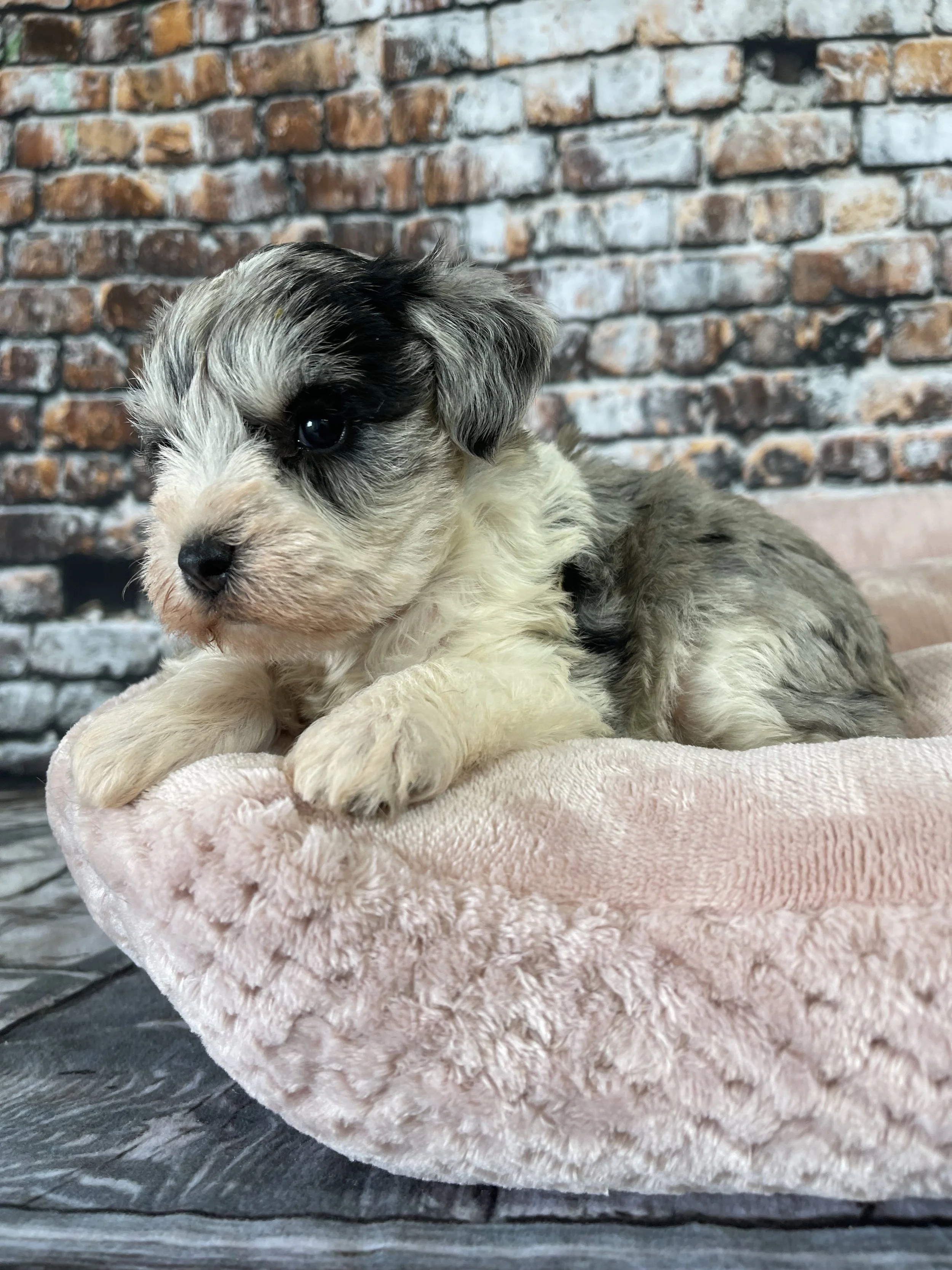 Available Miniature Schnauzers — Des Moines River Kennel