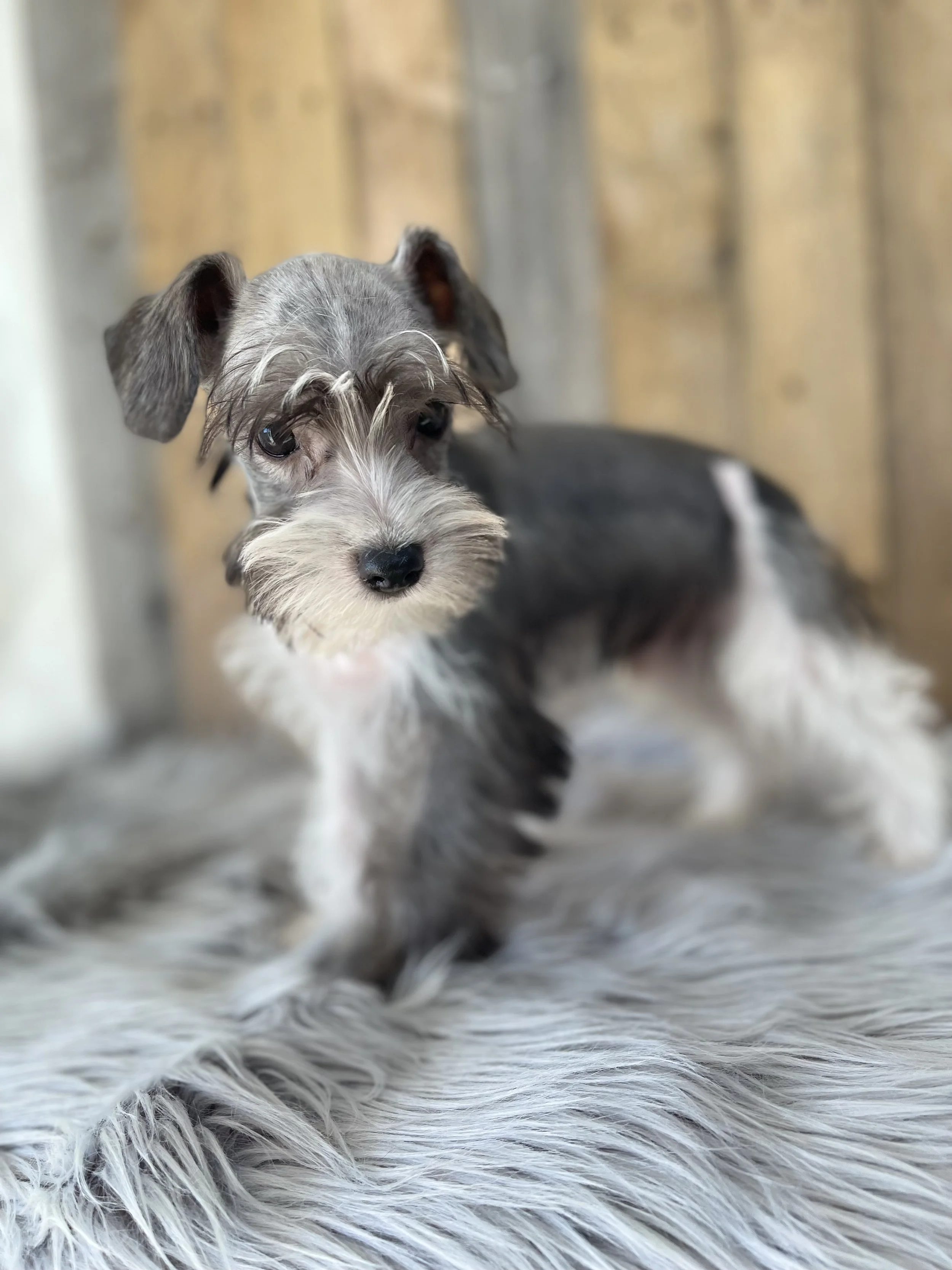 Available Miniature Schnauzers — Des Moines River Kennel