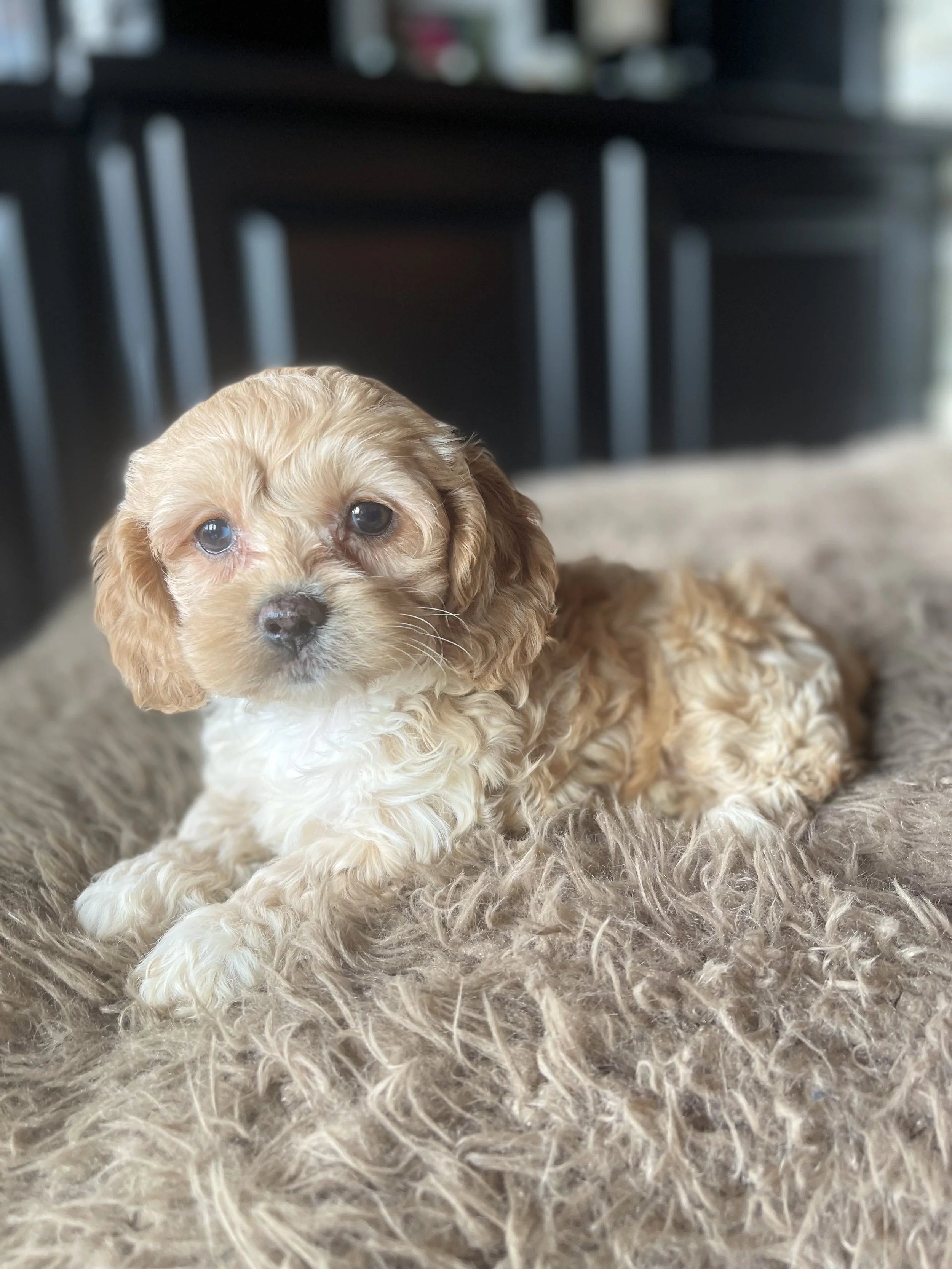 Available Designer Breeds — Des Moines River Kennel