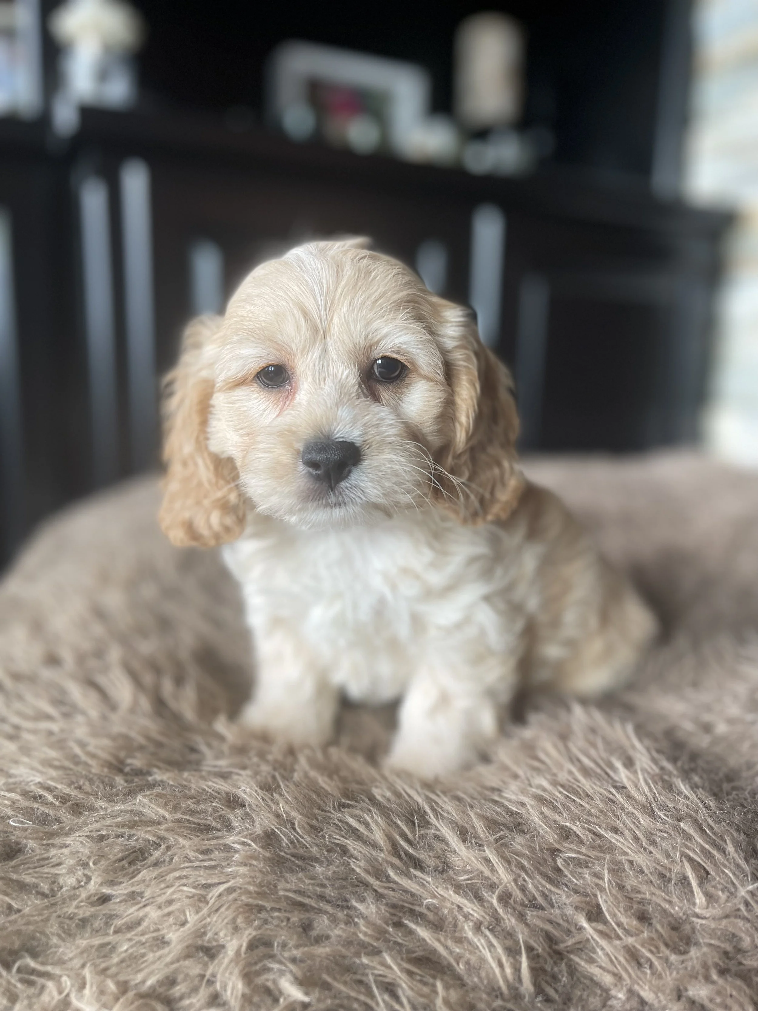 Available Designer Breeds — Des Moines River Kennel