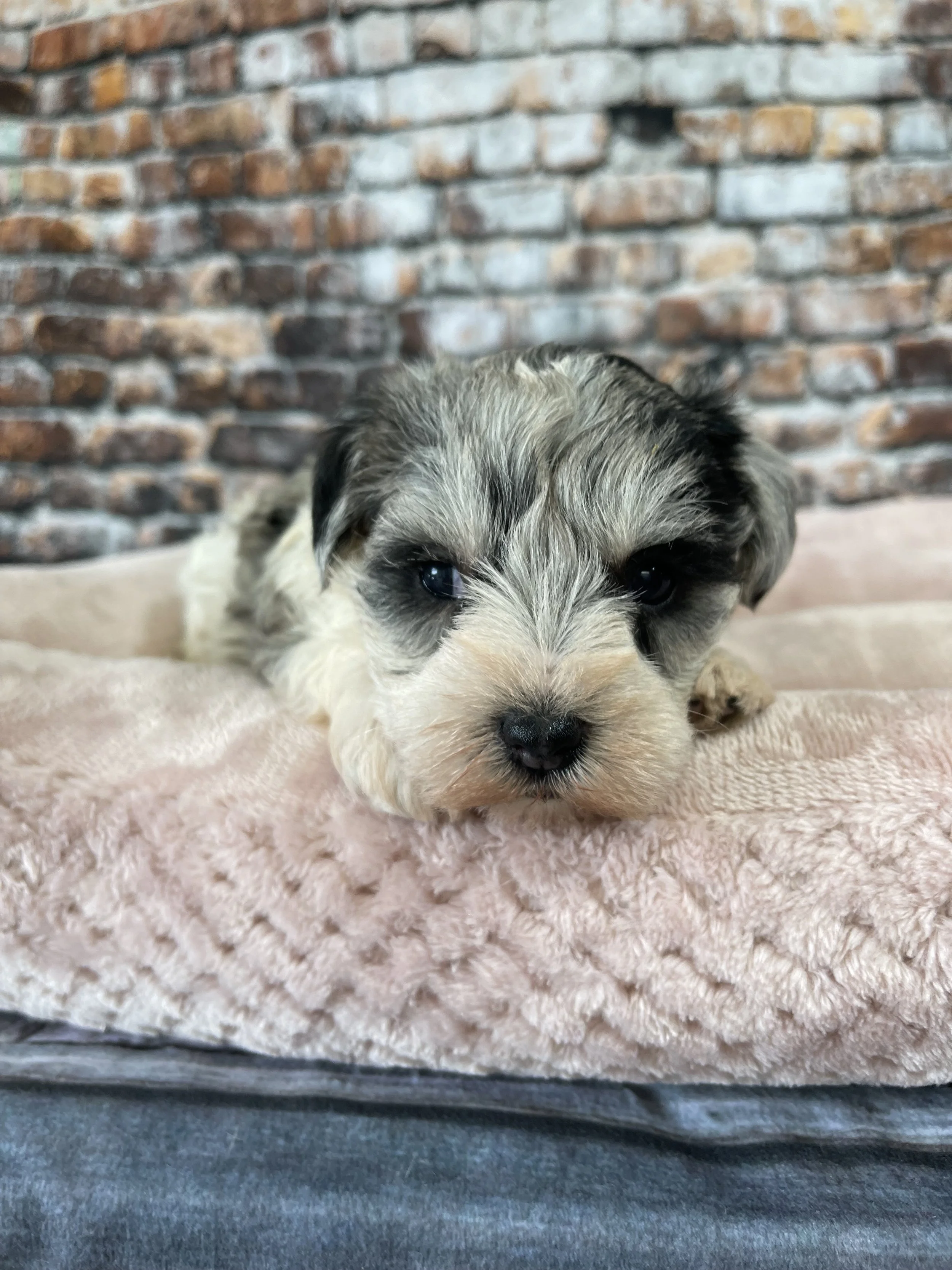 Available Miniature Schnauzers Des Moines River Kennel