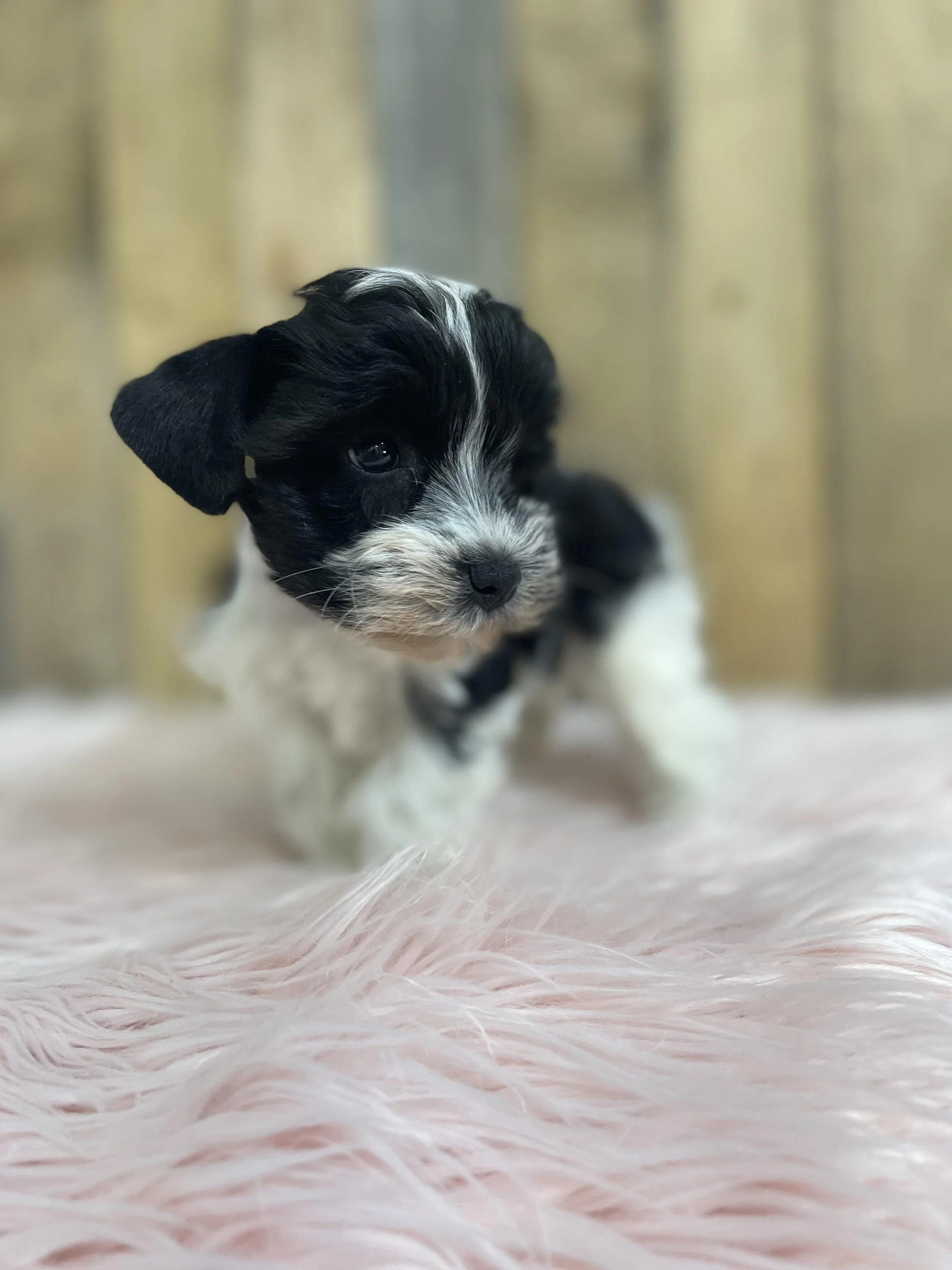 Available Miniature Schnauzers — Des Moines River Kennel