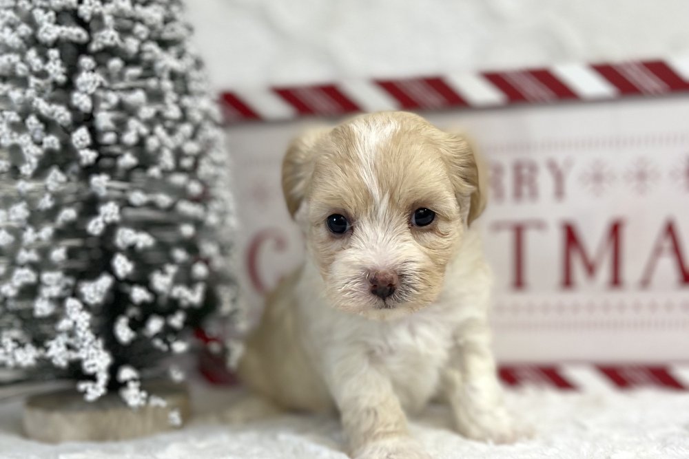 Available Malshis — Des Moines River Kennel