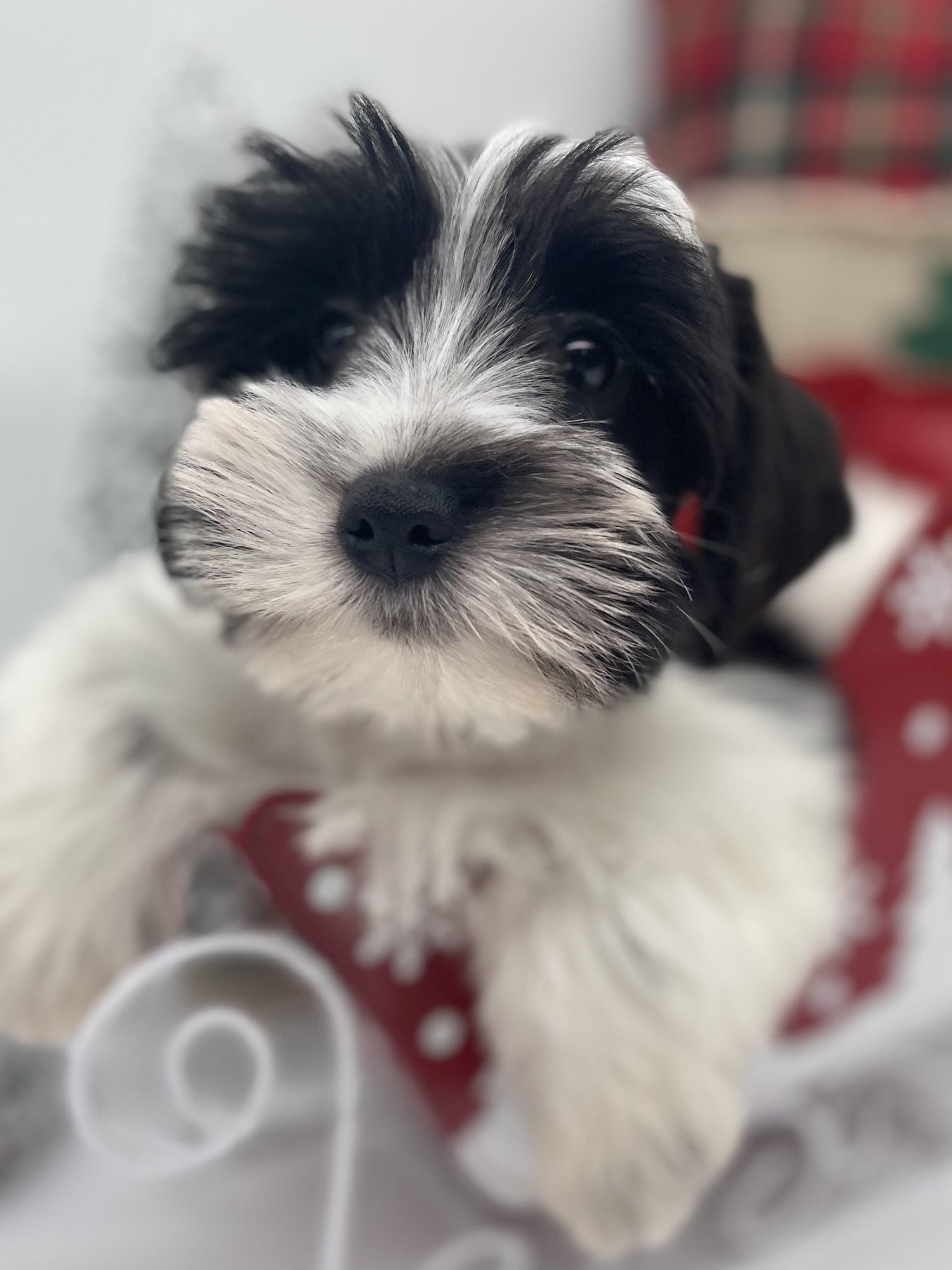 Available Miniature Schnauzers Des Moines River Kennel