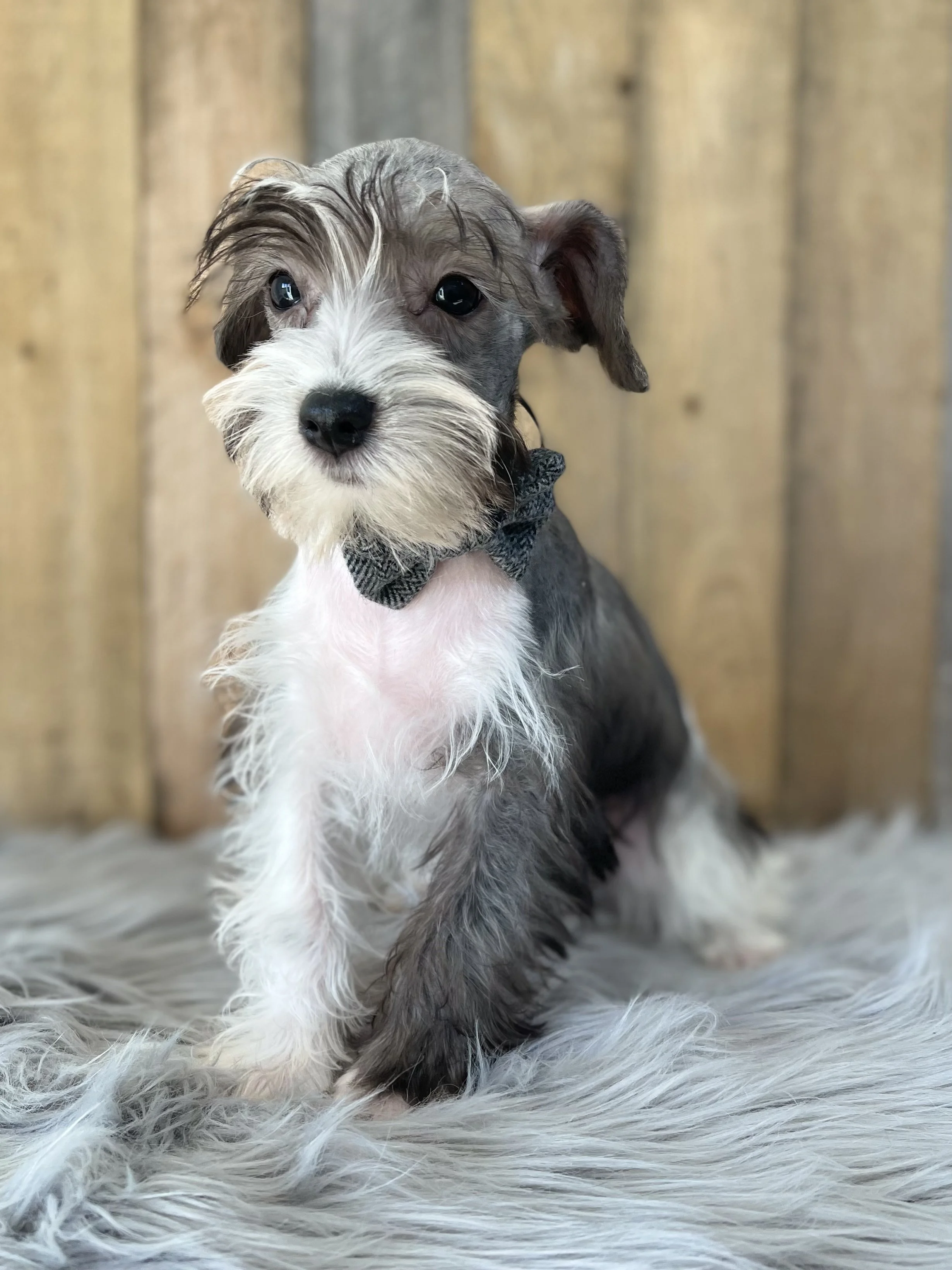Available Miniature Schnauzers Des Moines River Kennel
