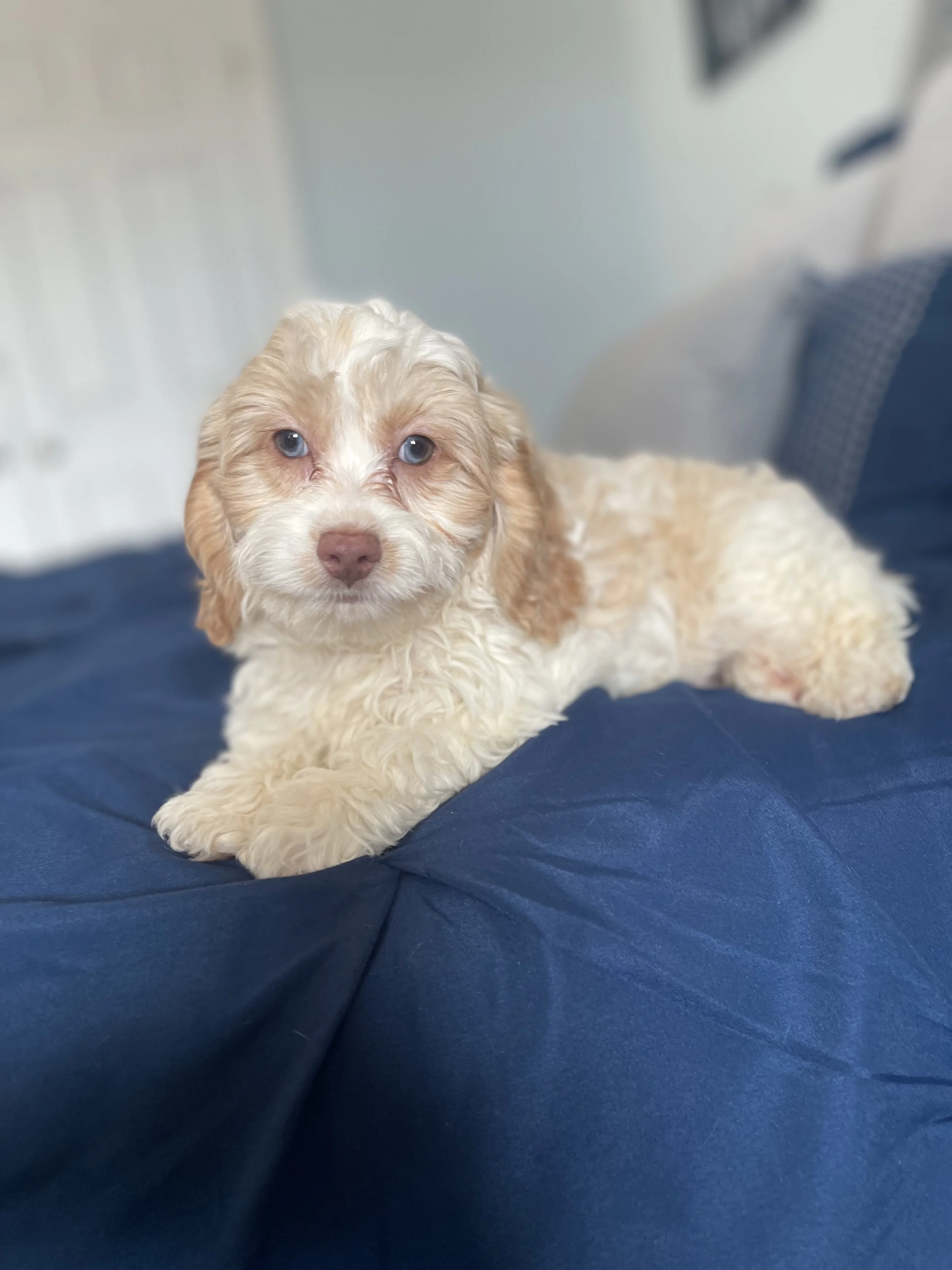 Available Designer Breeds — Des Moines River Kennel