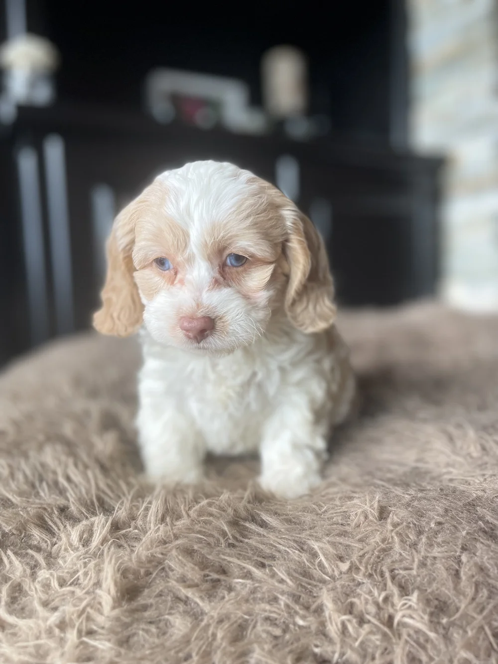 Available Designer Breeds — Des Moines River Kennel