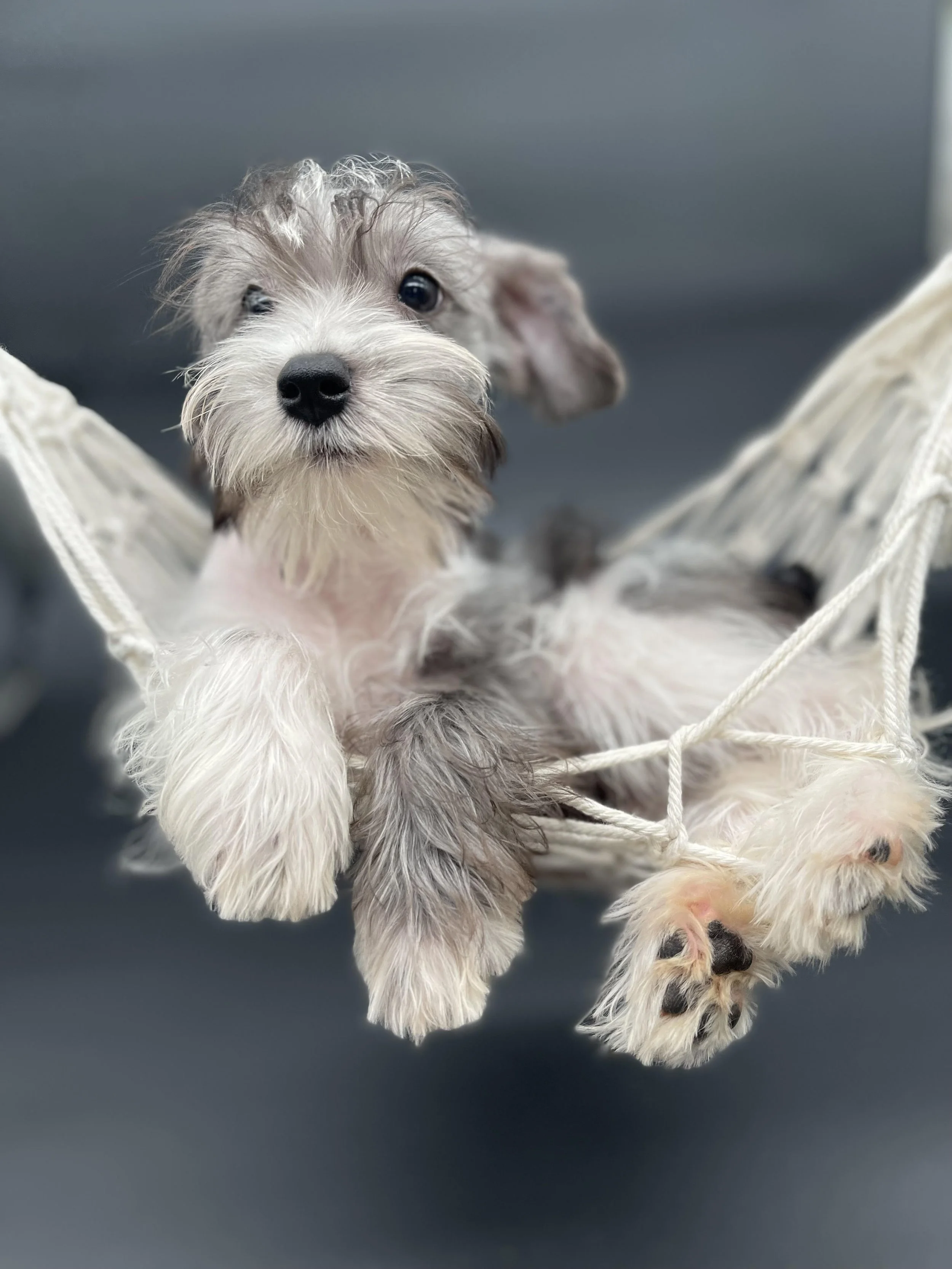 Available Miniature Schnauzers — Des Moines River Kennel